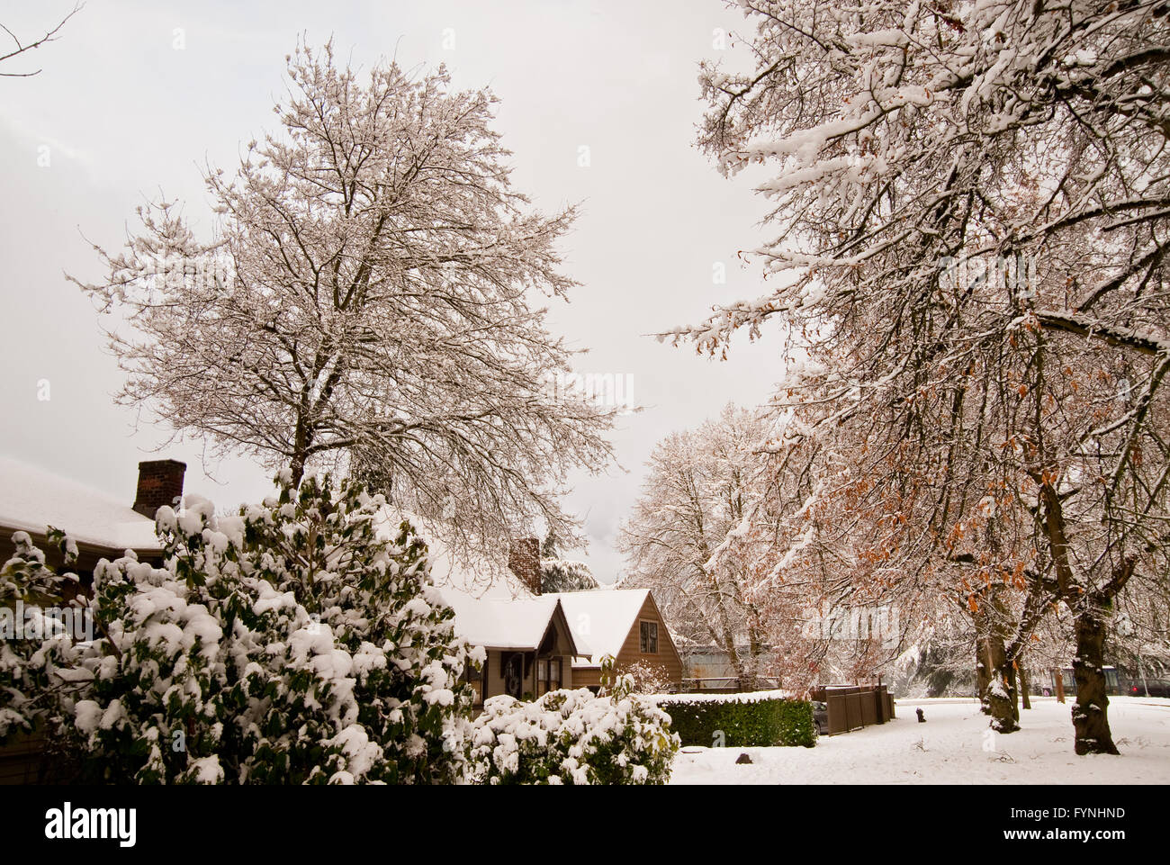 City winter street tree hi-res stock photography and images - Alamy