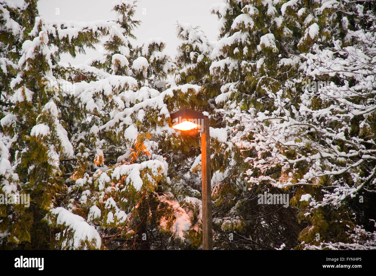 Lamppost and snow covered trees Stock Photo - Alamy