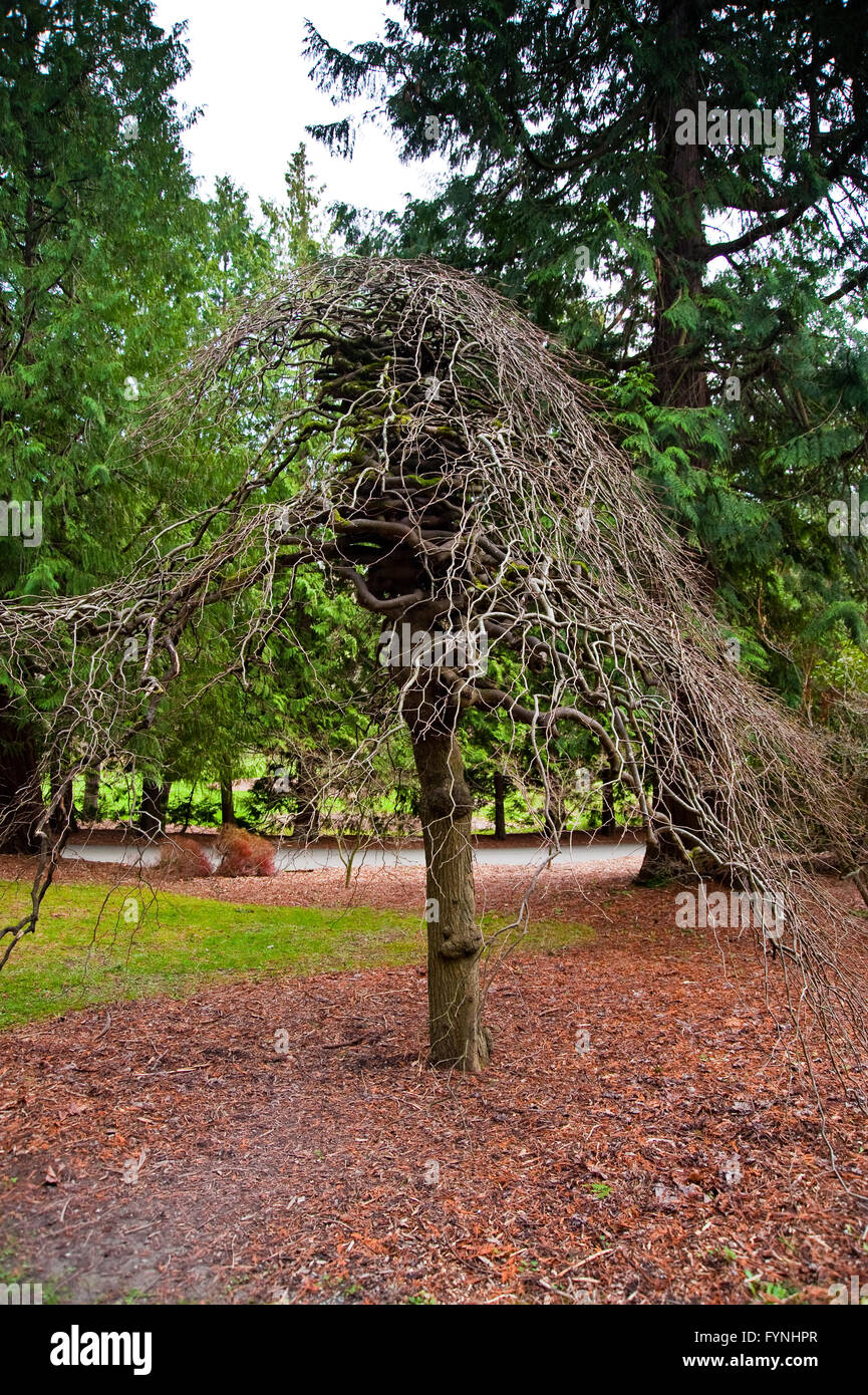 Tree with zigzag branches Stock Photo - Alamy