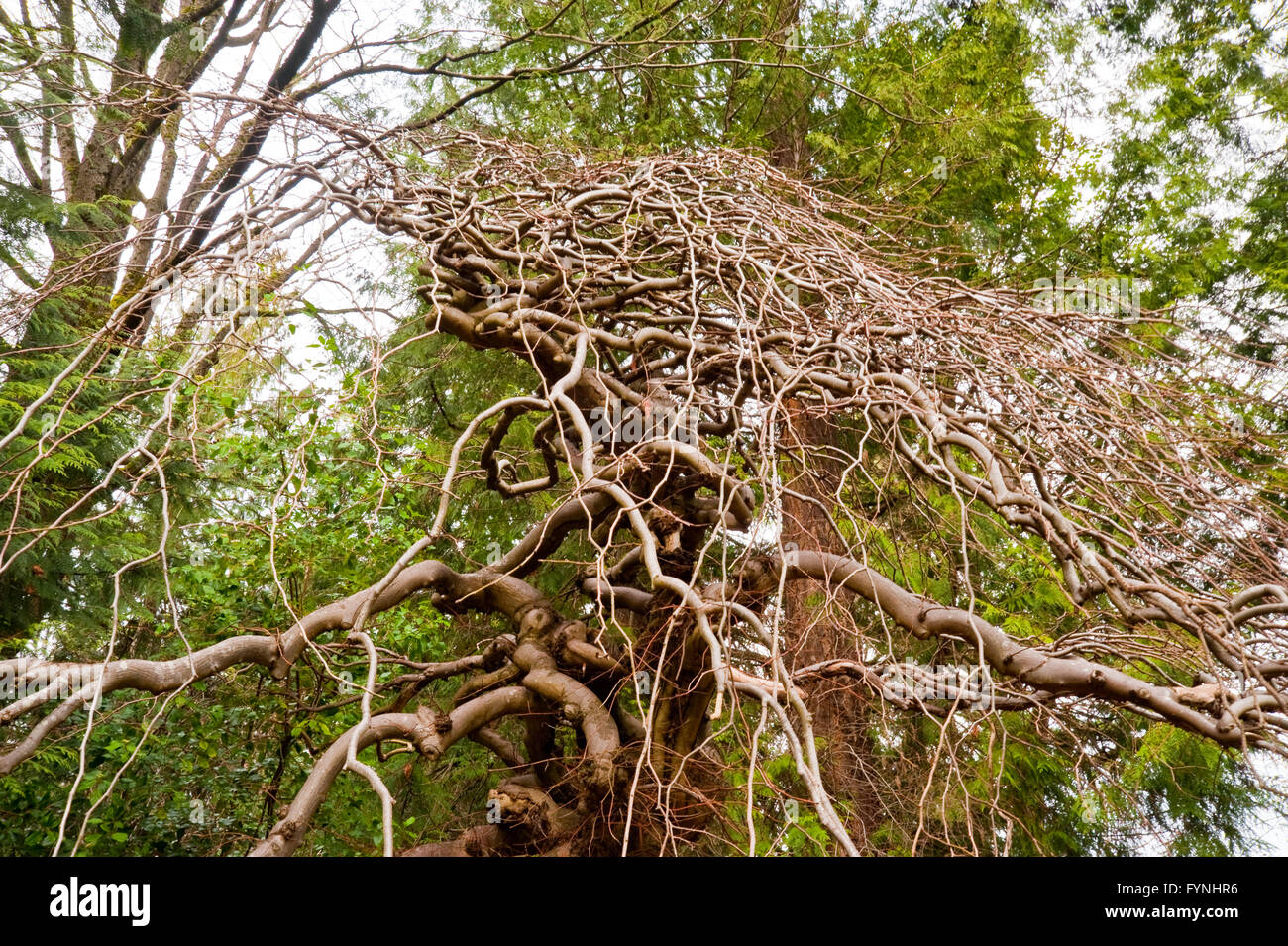 Tree with zigzag branches Stock Photo - Alamy