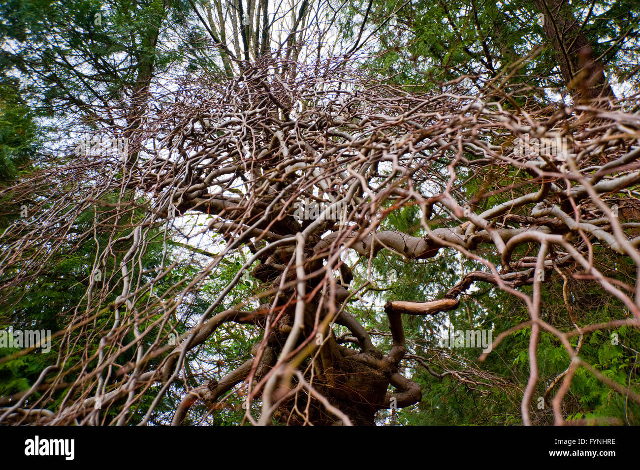 Tree with zigzag branches Stock Photo - Alamy