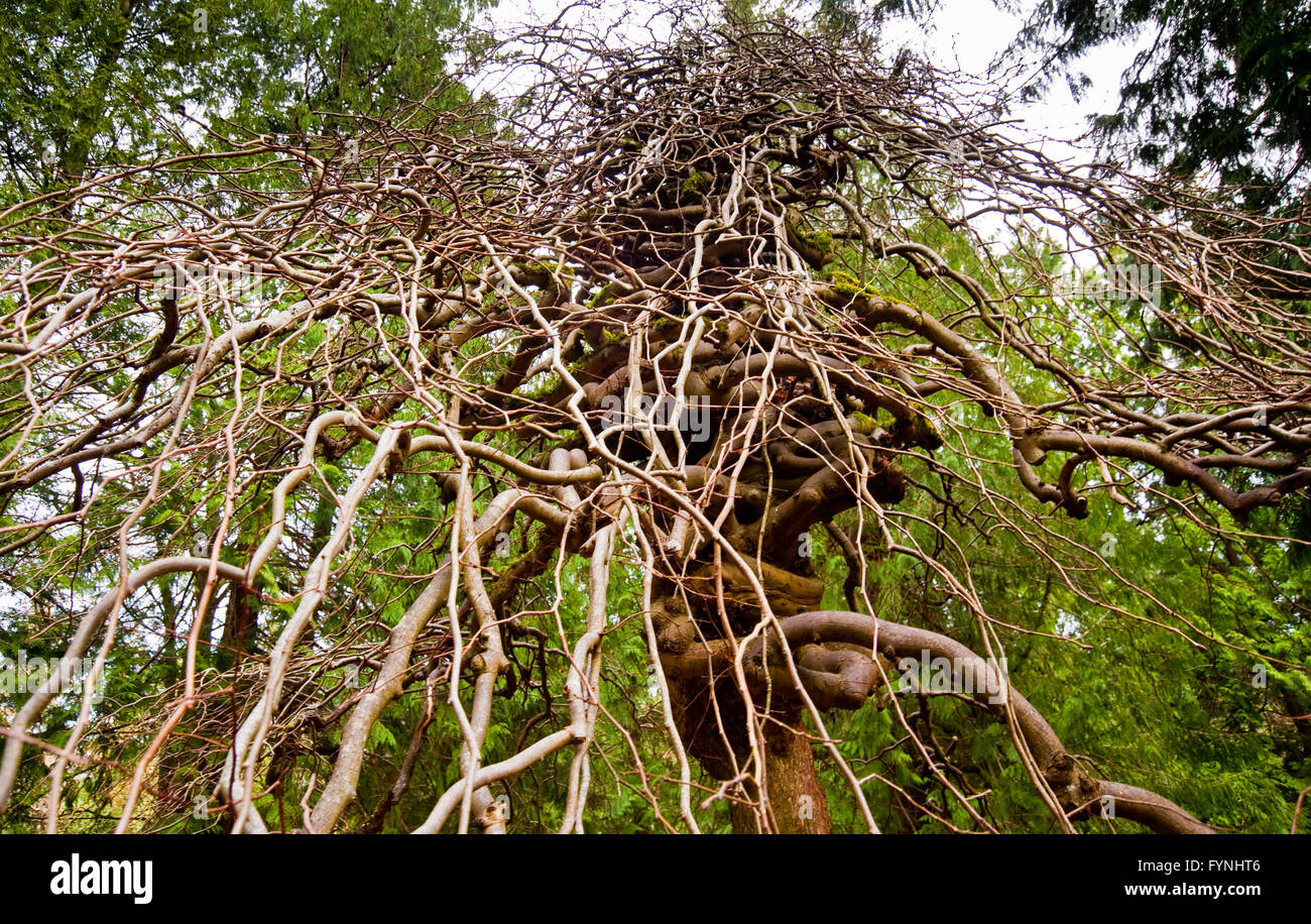 Tree with zigzag branches Stock Photo - Alamy
