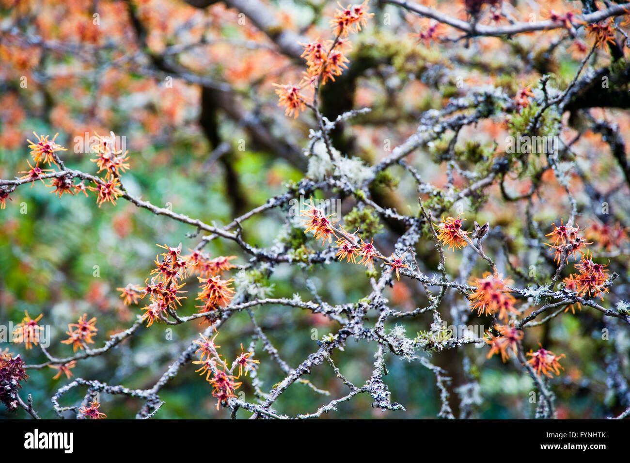Chinese witch hazel Stock Photo - Alamy