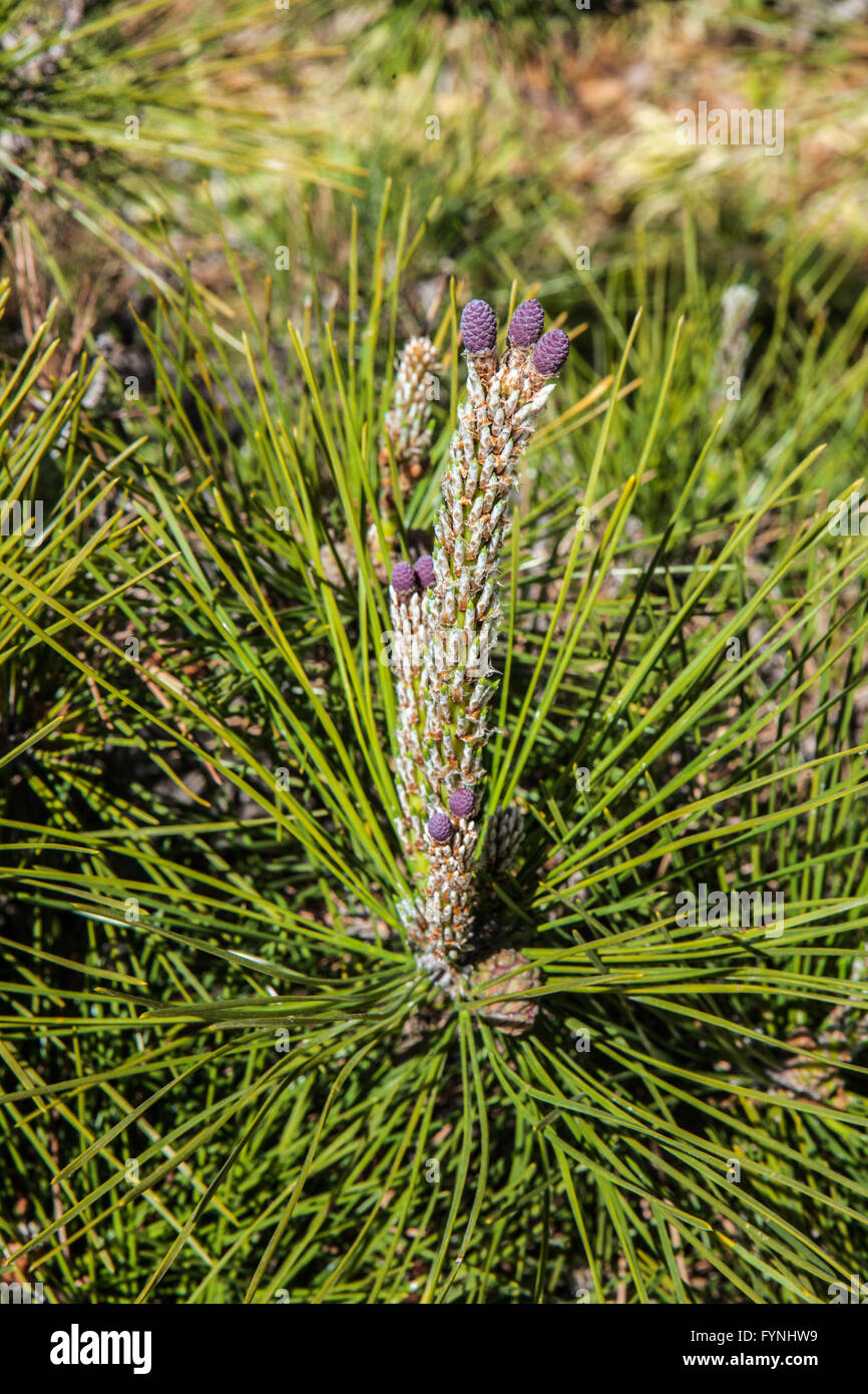 Fascicles hi-res stock photography and images - Alamy