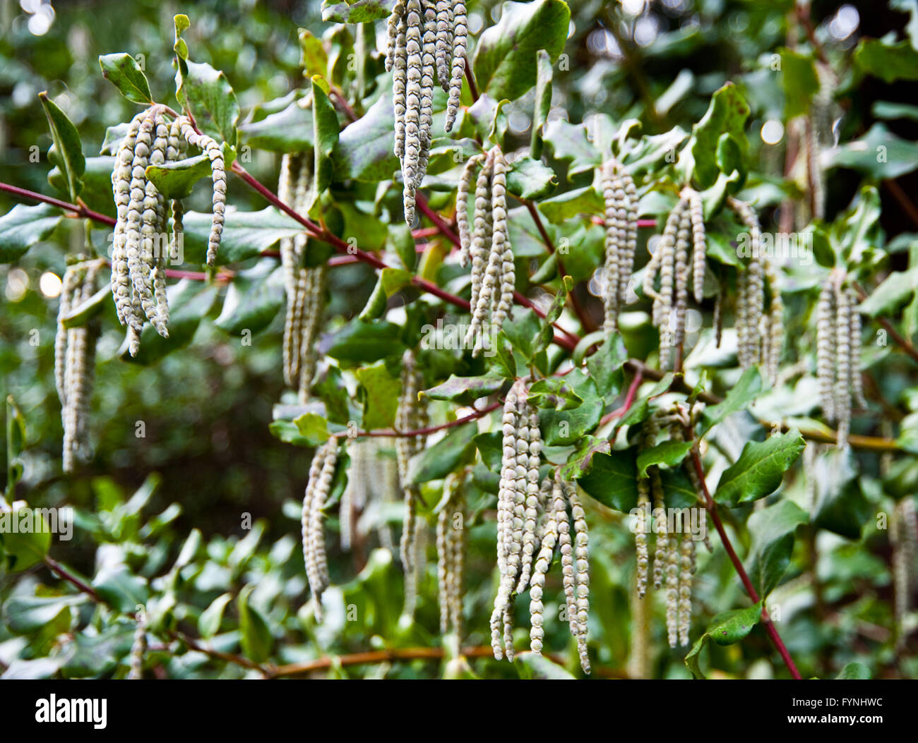 Silk tassel bush hi-res stock photography and images - Alamy