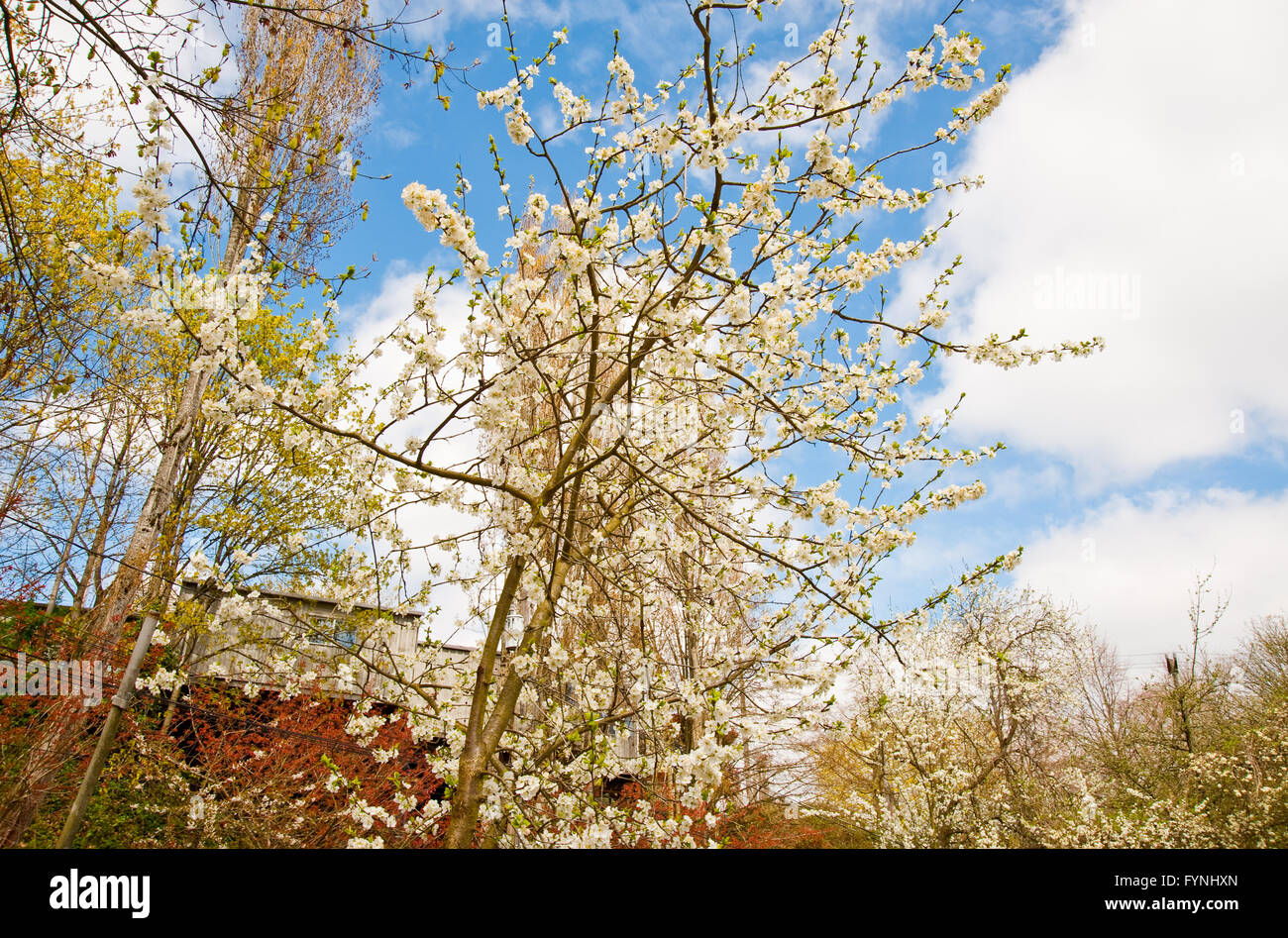 Springtime cherry blossoms Stock Photo - Alamy