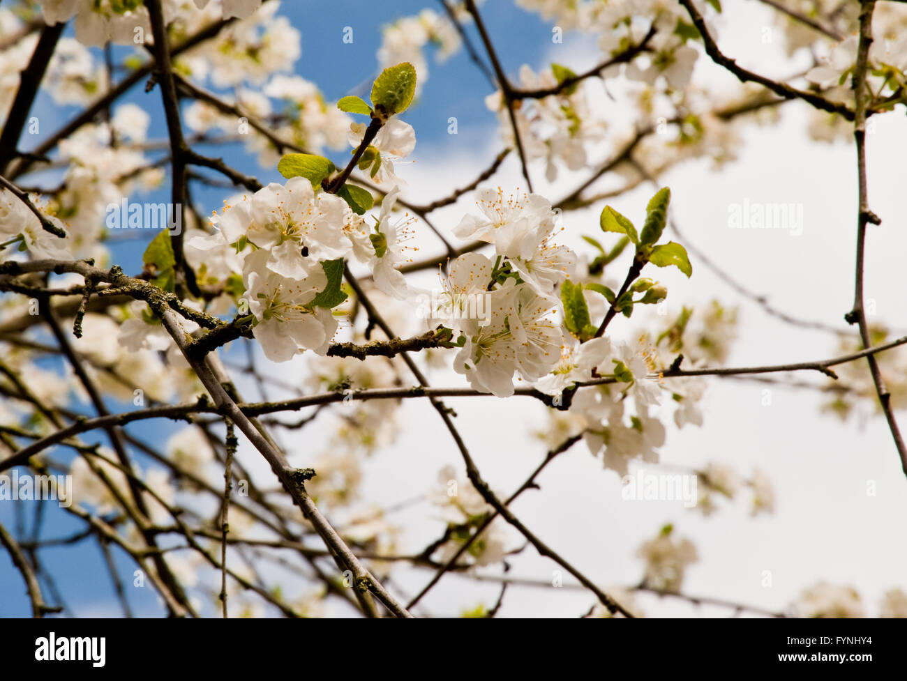 Springtime cherry blossoms Stock Photo - Alamy