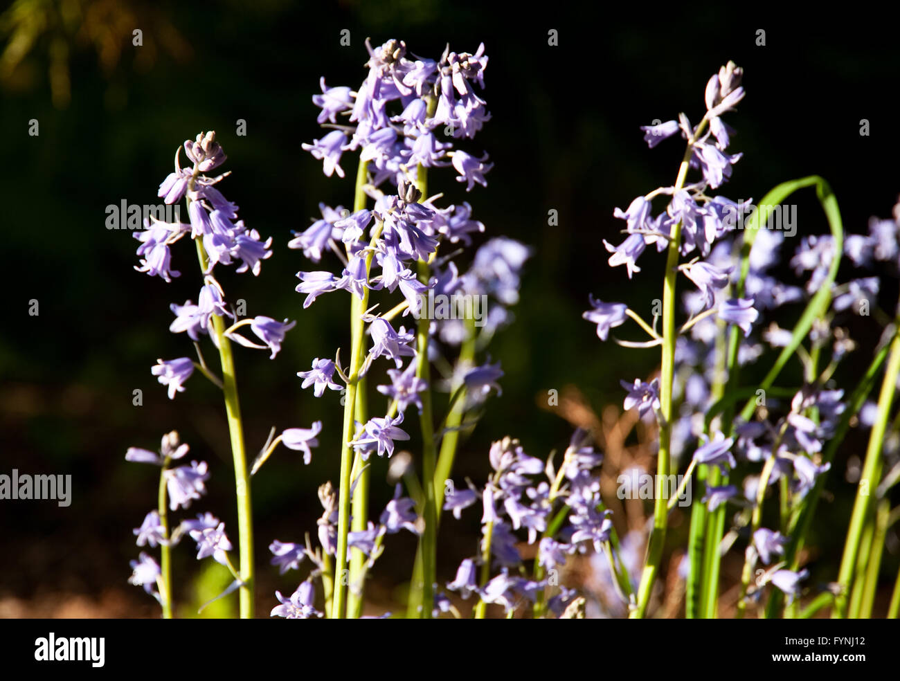 Hyacinthoides plant hi-res stock photography and images - Alamy