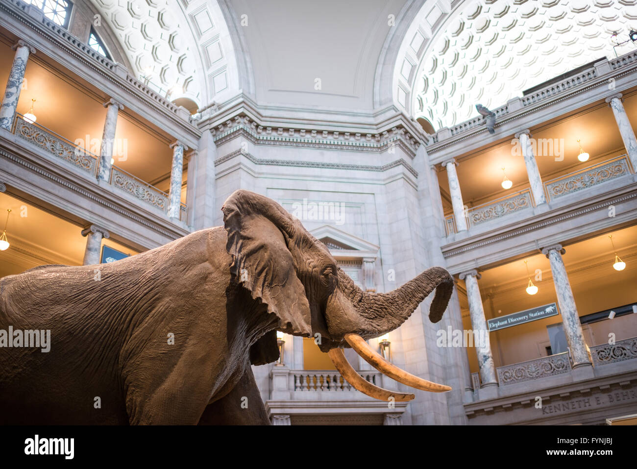 Smithsonian national museum of natural history rotunda hi-res stock ...