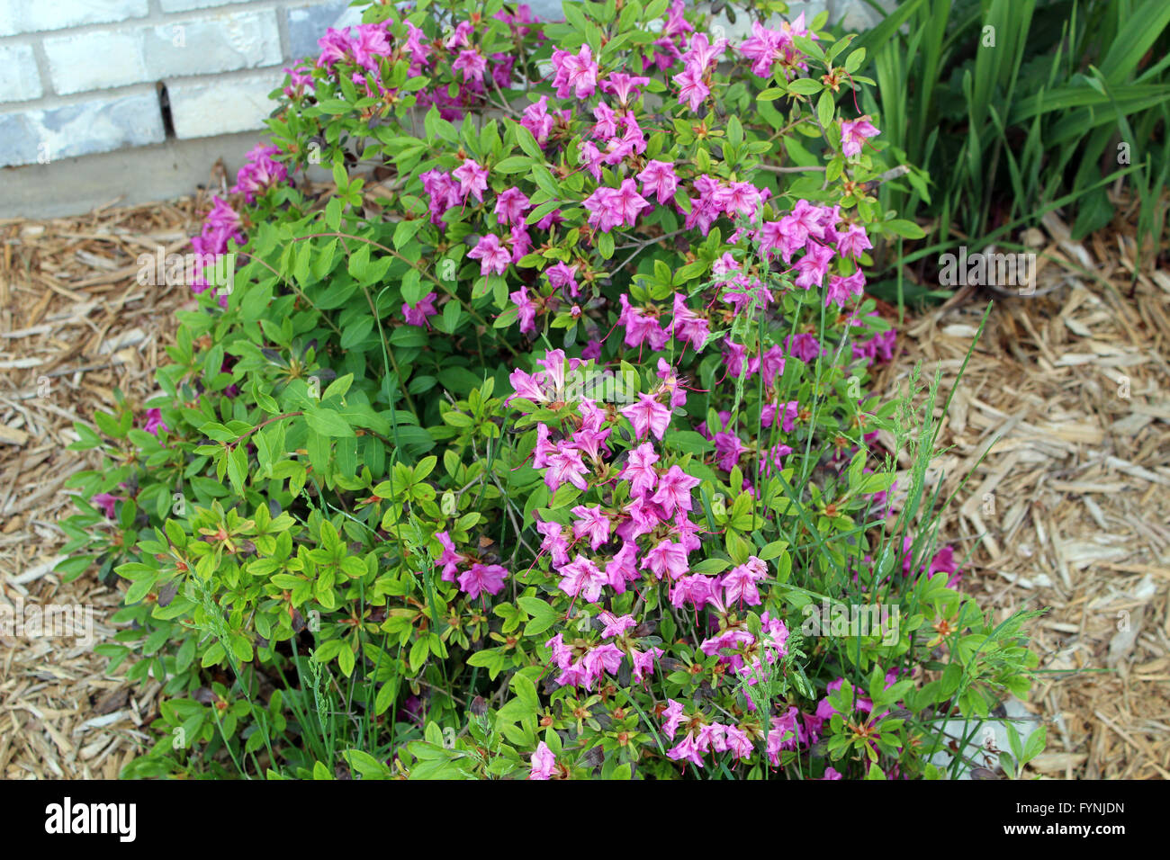 Pink flowers growing in a garden Stock Photo - Alamy