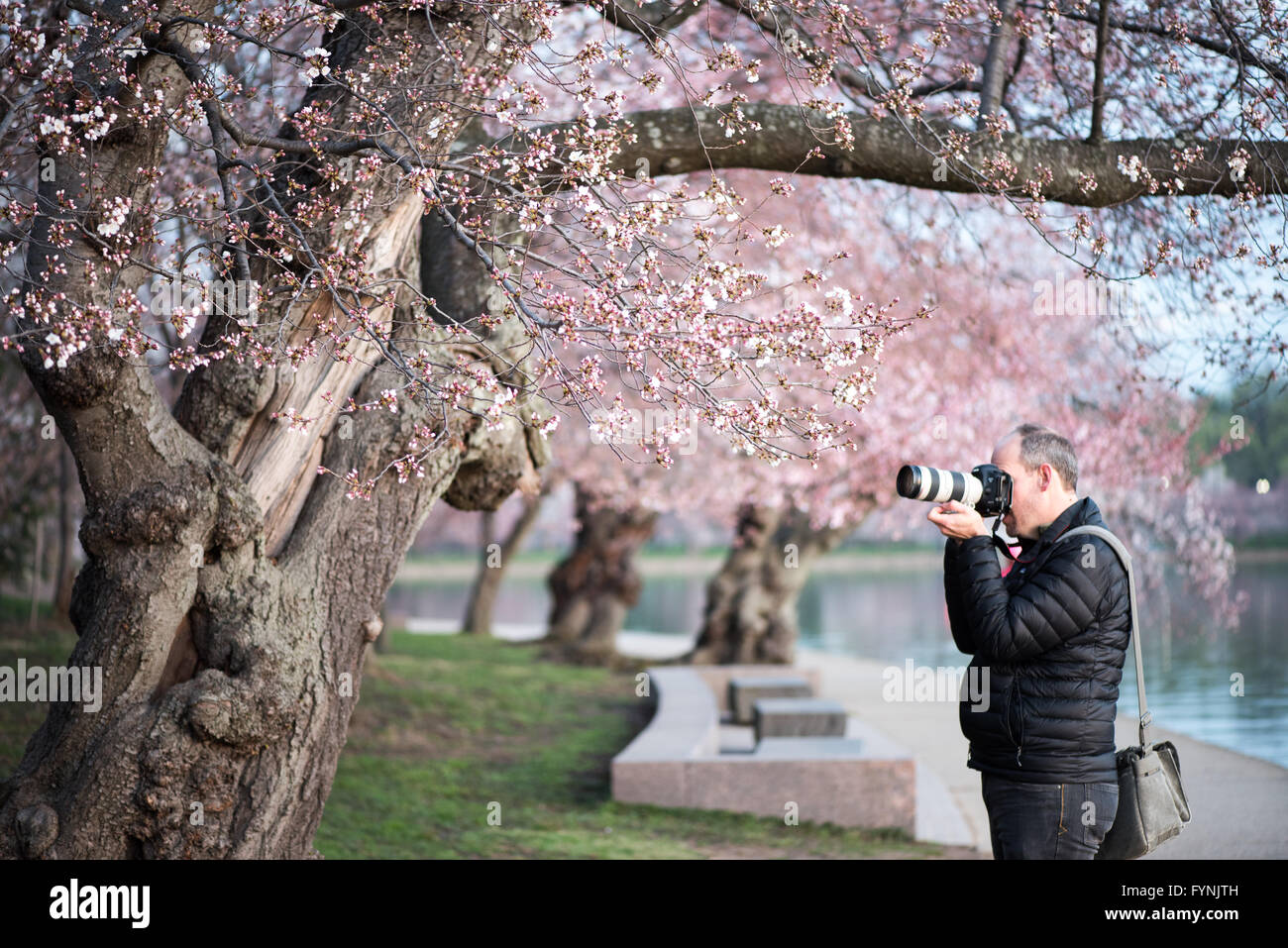 Washington dc flower guide hi-res stock photography and images - Alamy