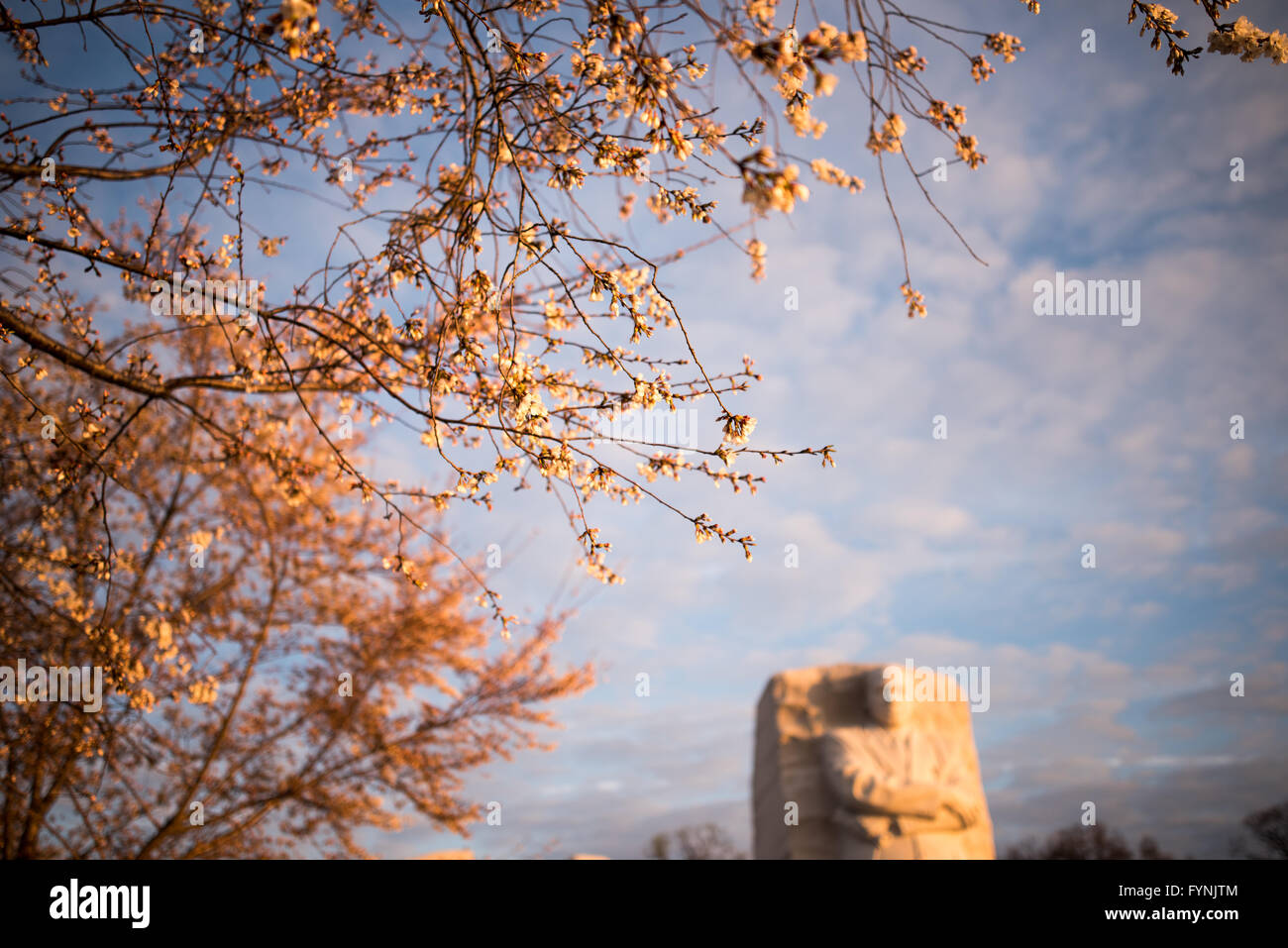 Washington dc flower guide hi-res stock photography and images - Alamy