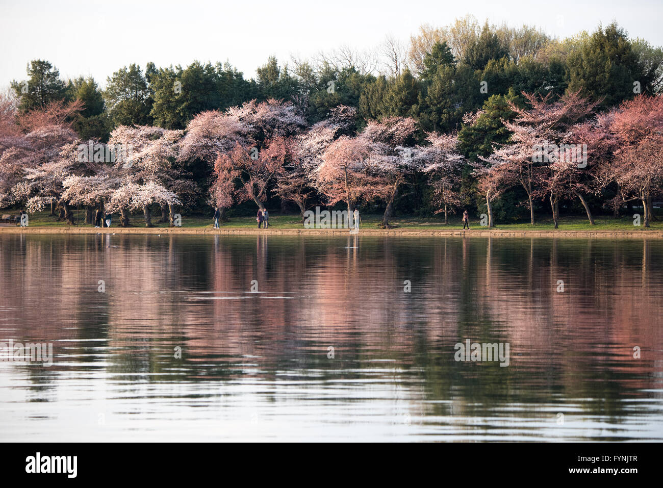 Washington dc flower guide hi-res stock photography and images - Alamy