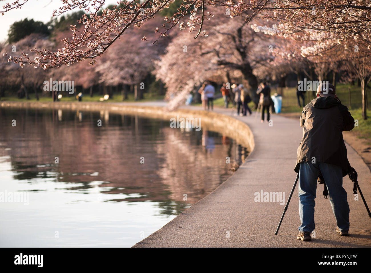 Washington dc flower guide hi-res stock photography and images - Alamy