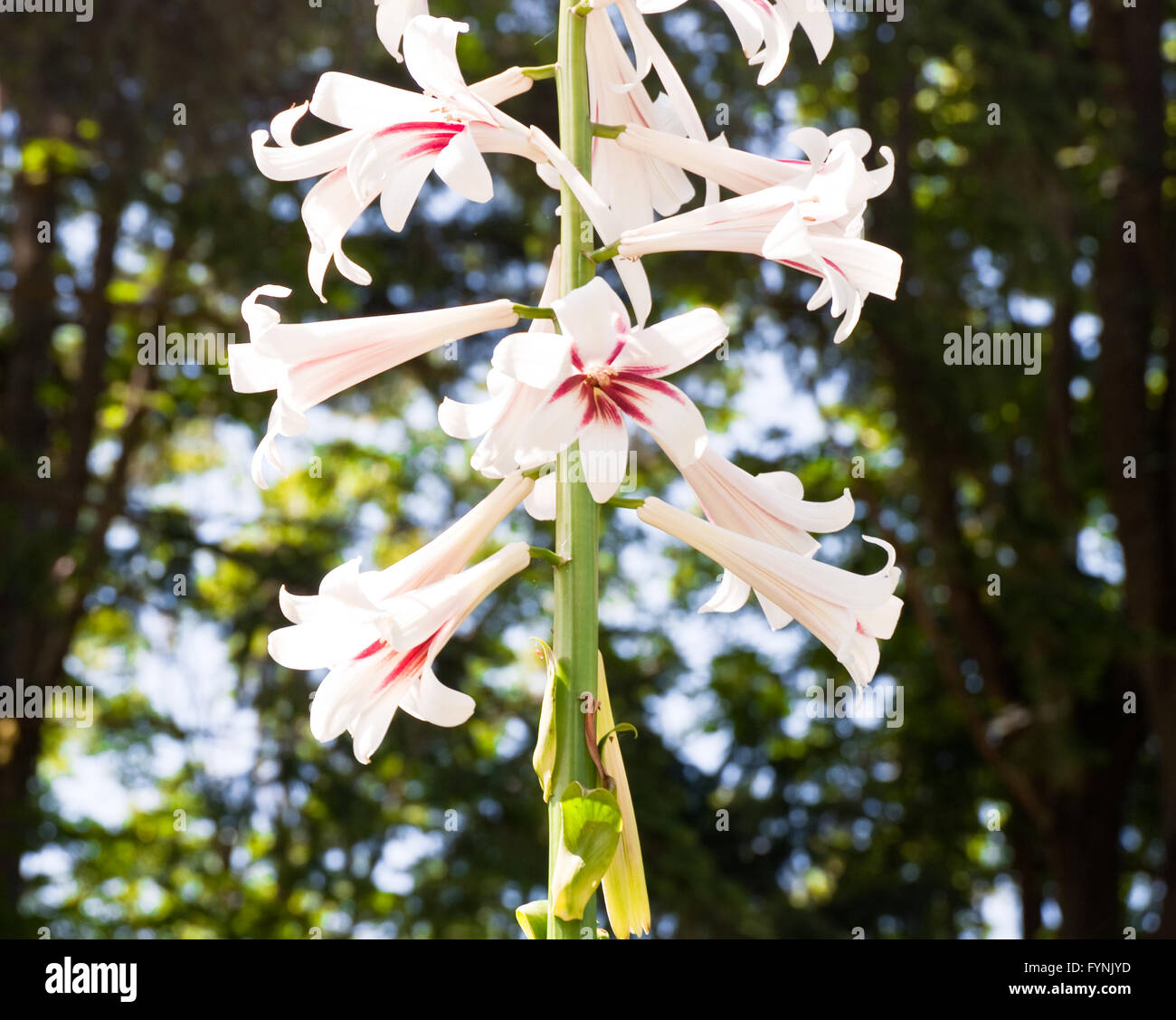 Lilies in Washington Park Arboretum, Seattle WA Stock Photo - Alamy