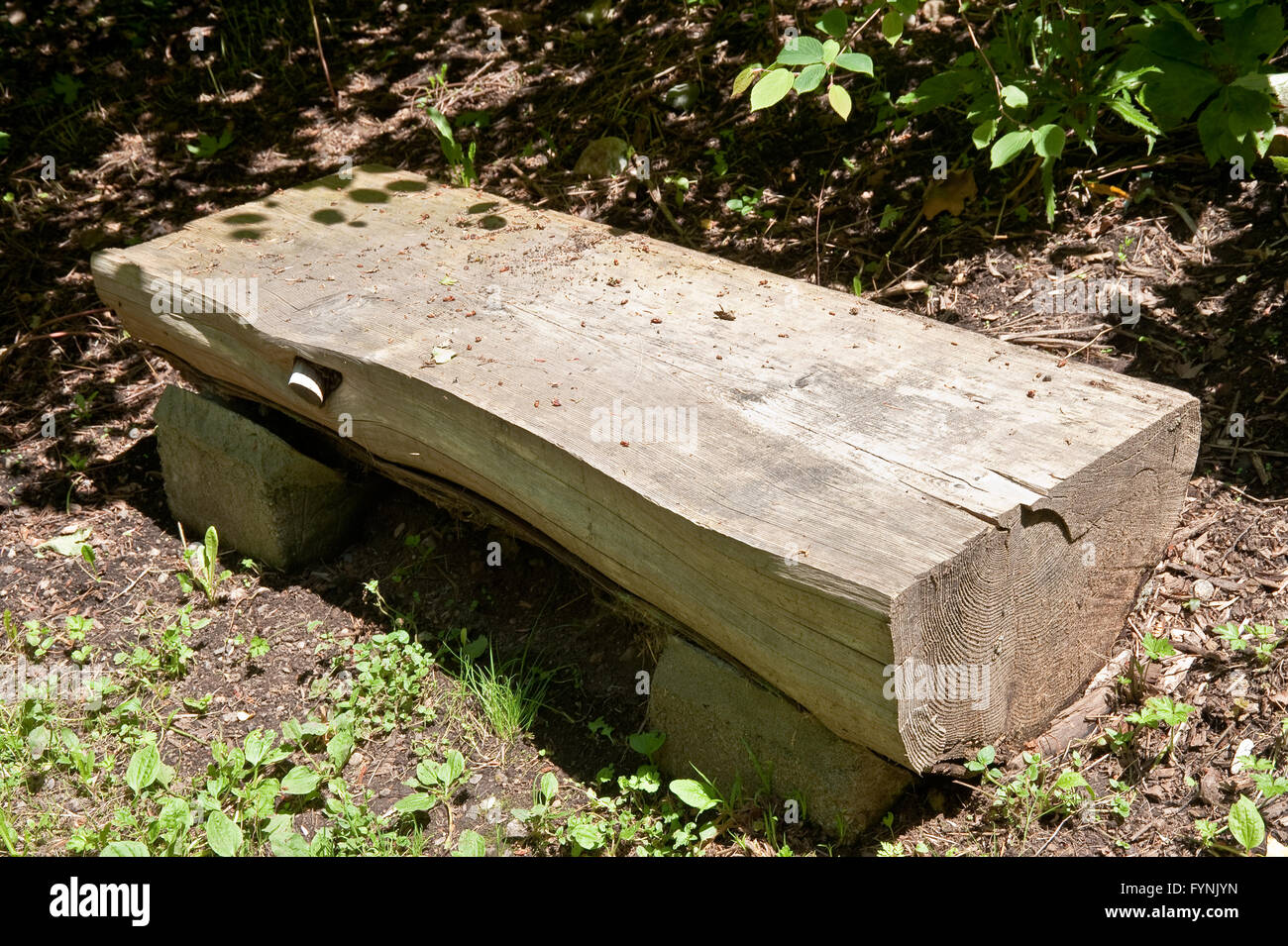 Wooden bench in Washington Park Arboretum Stock Photo - Alamy
