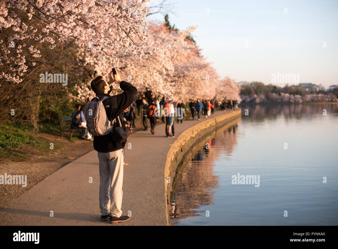 WASHINGTON DC — Visitors walk along the Tidal Basin to view cherry ...