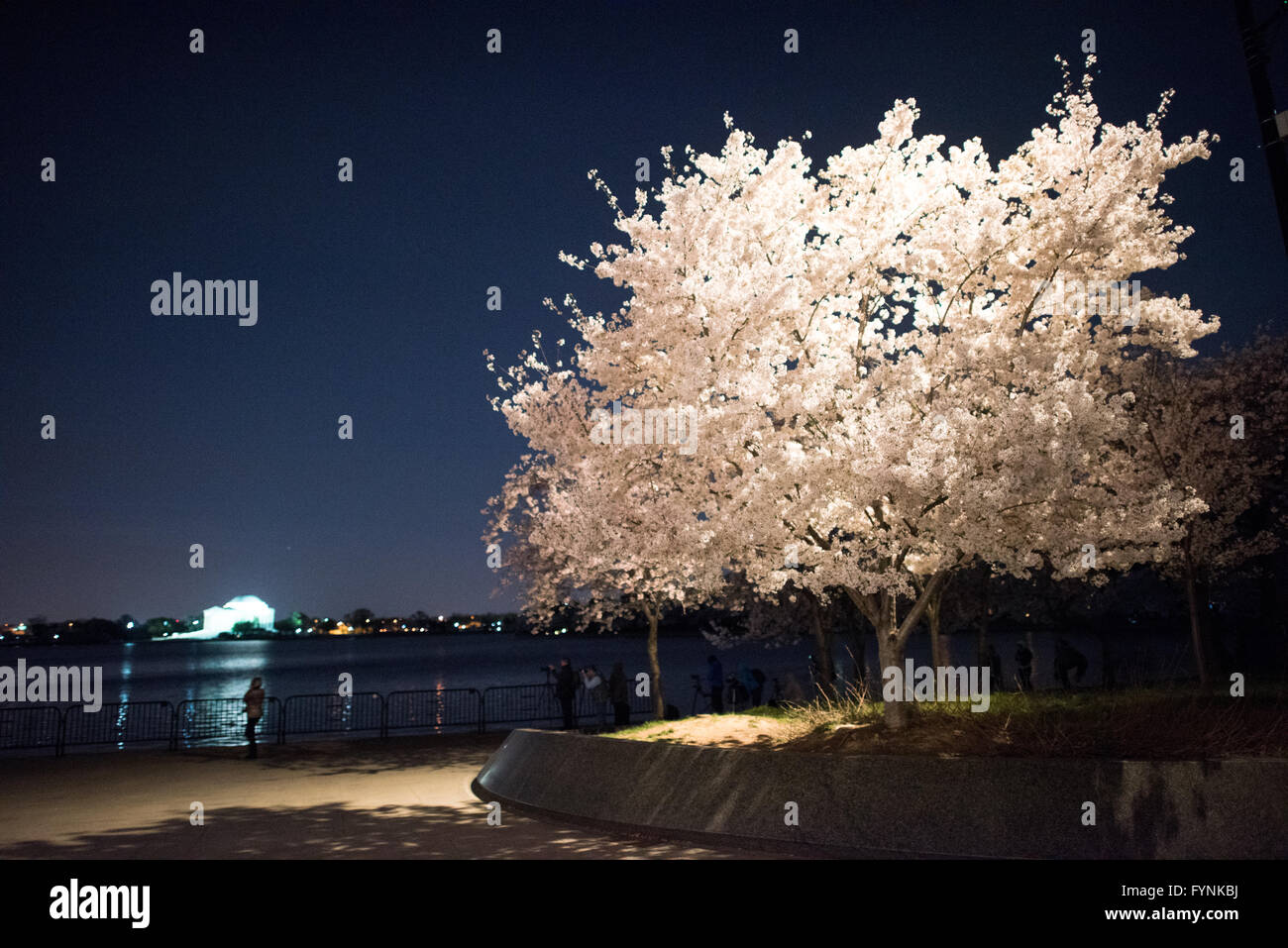 Tidal basin cherry bl hi-res stock photography and images - Alamy