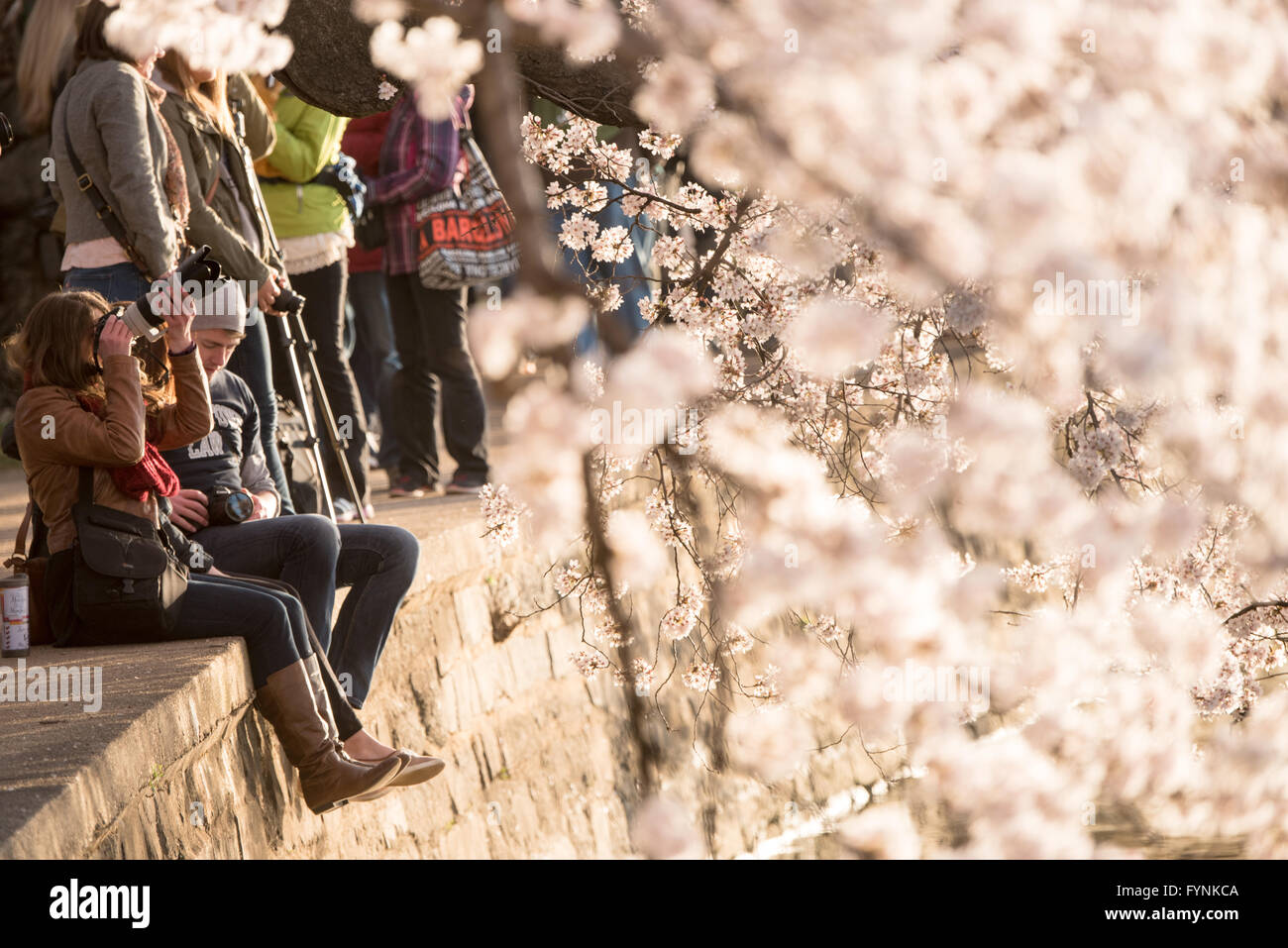 Blossoms in water hi-res stock photography and images - Alamy