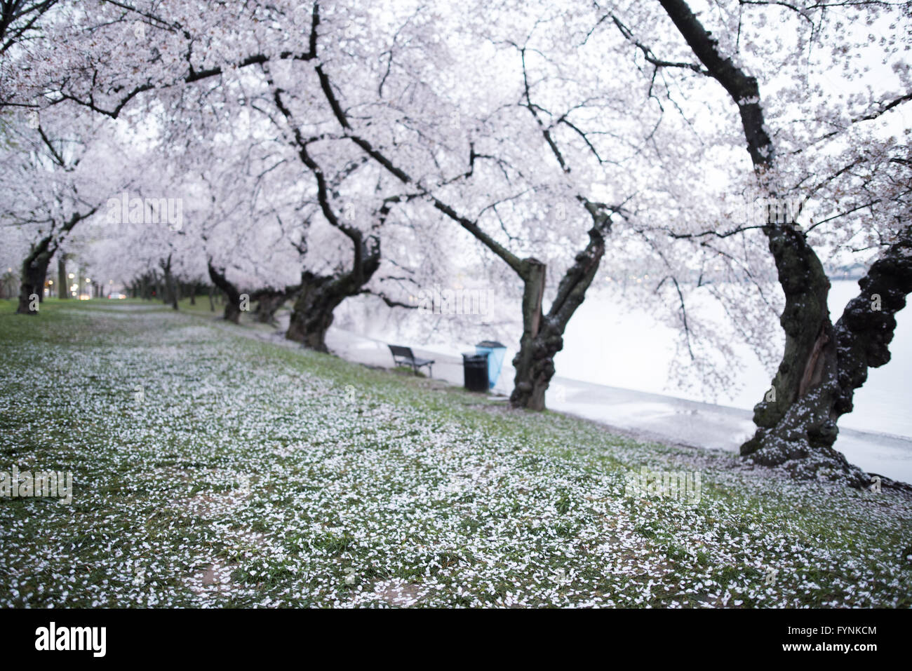 Cherry Tree Blossoms Falling