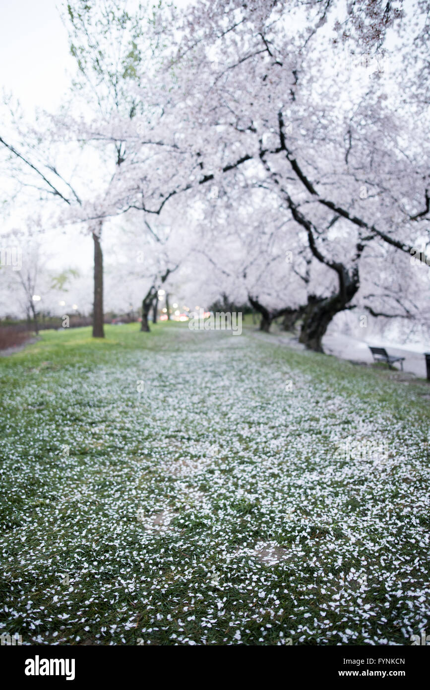 Cherry blossom trees part hi-res stock photography and images - Alamy
