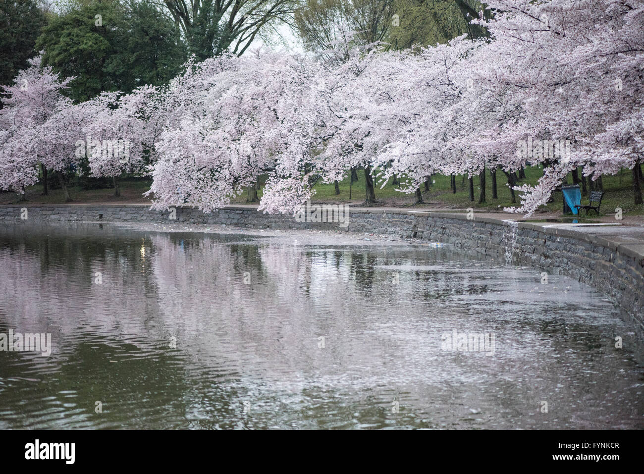 WASHINGTON DC — Cherry blossom petals float on the water of the Tidal ...