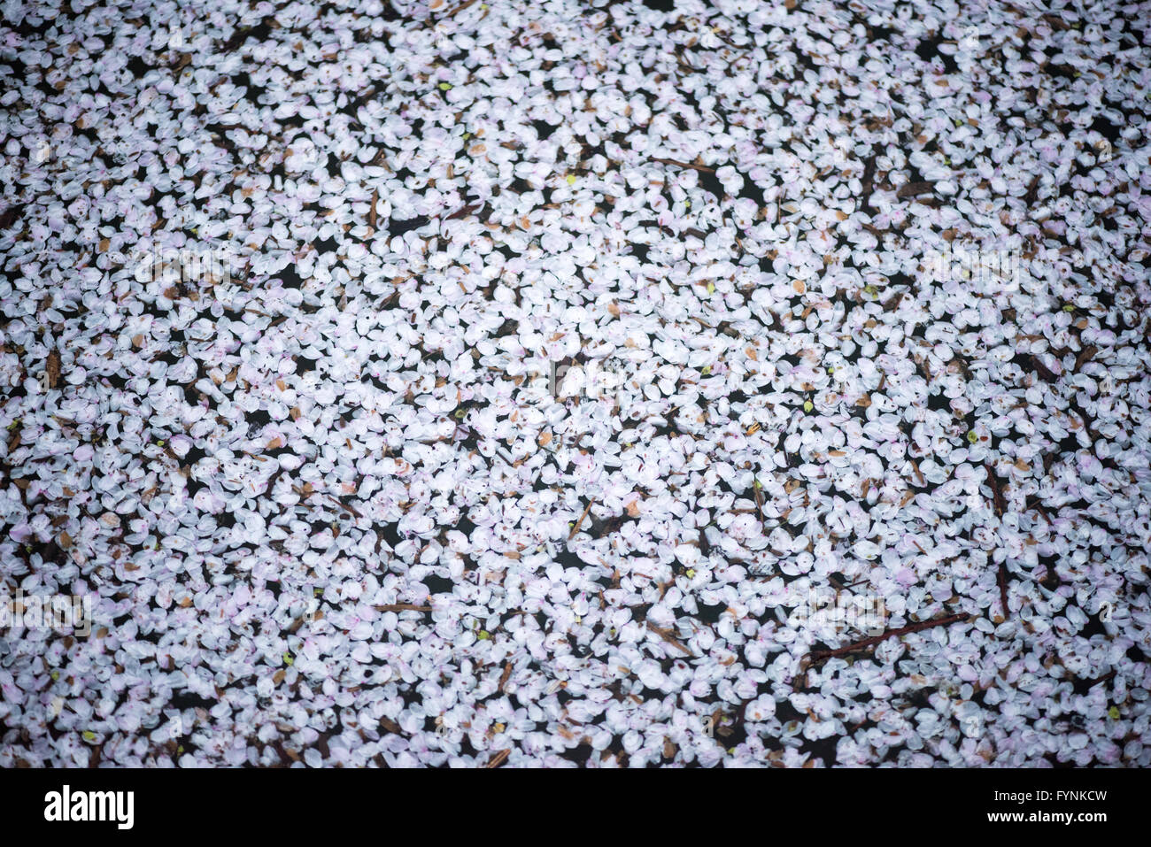 Blossom falling from tree hi-res stock photography and images - Alamy