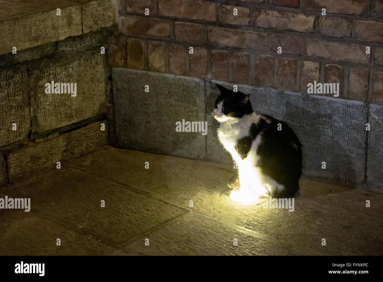 Street scene in tehran iran hi-res stock photography and images - Alamy