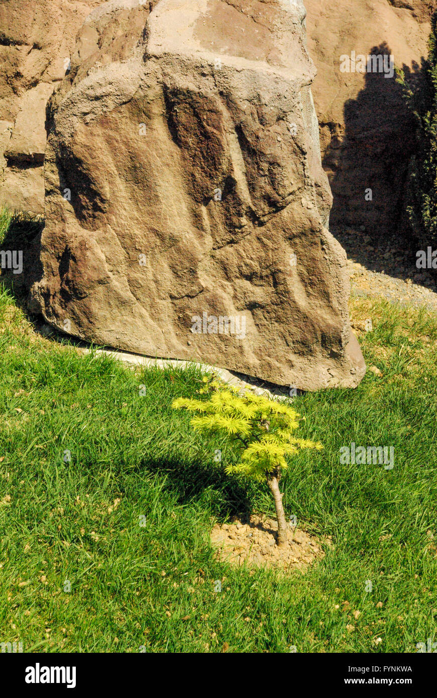 Beautiful green young tree in nature Stock Photo - Alamy
