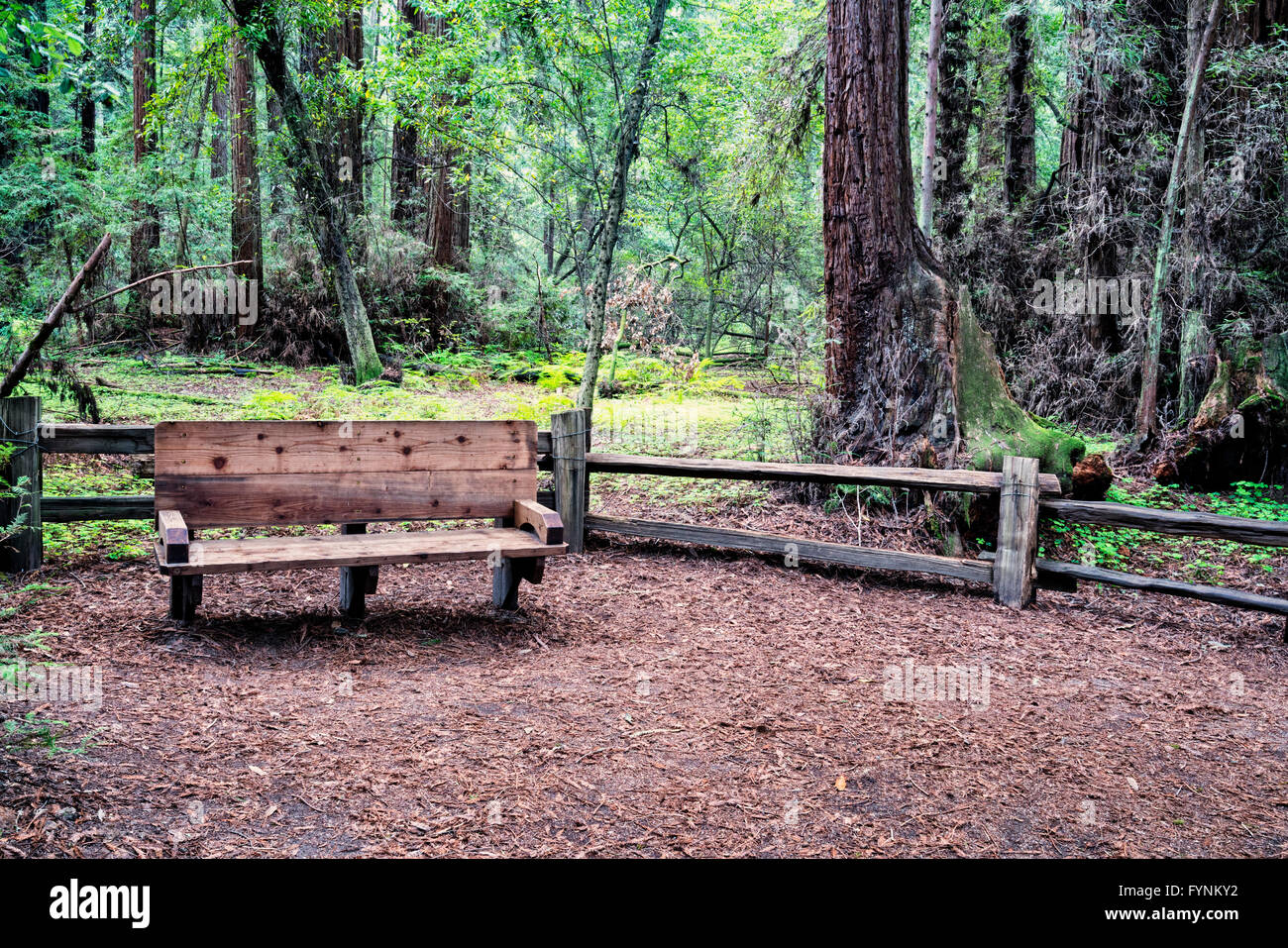 Forest with bench hi-res stock photography and images - Alamy