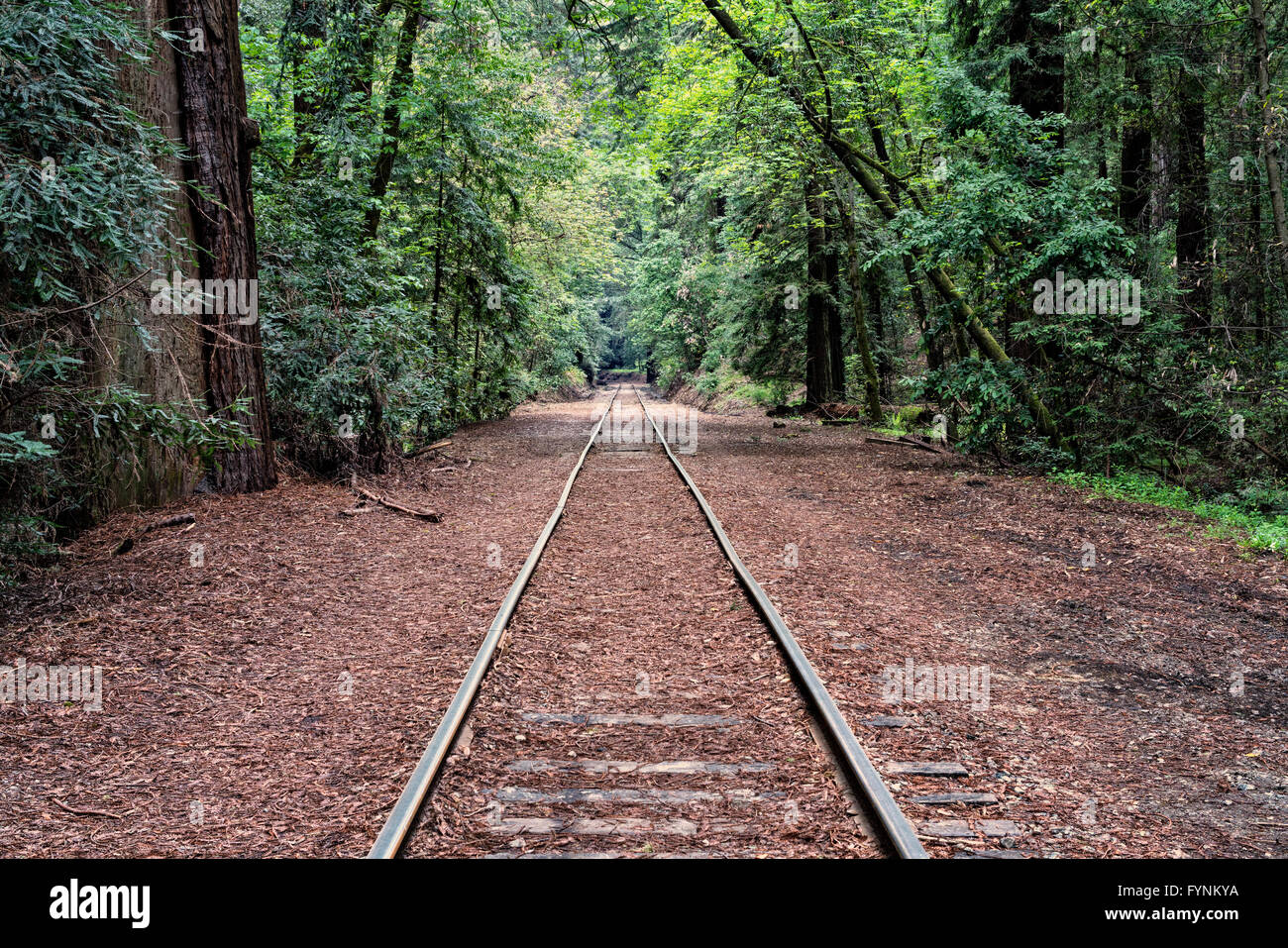 Railway into the forest Stock Photo - Alamy