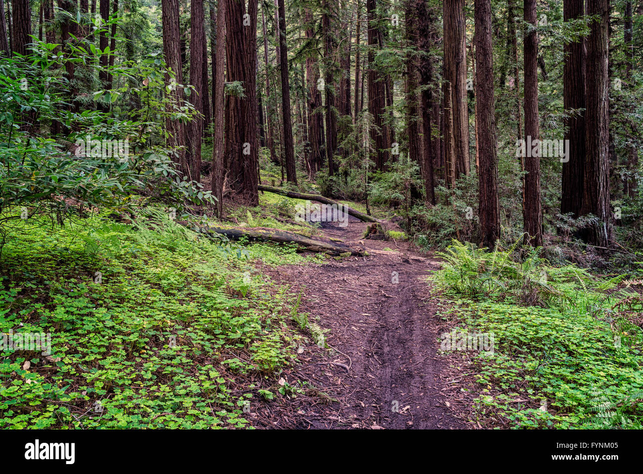 Path with green trees hi-res stock photography and images - Alamy