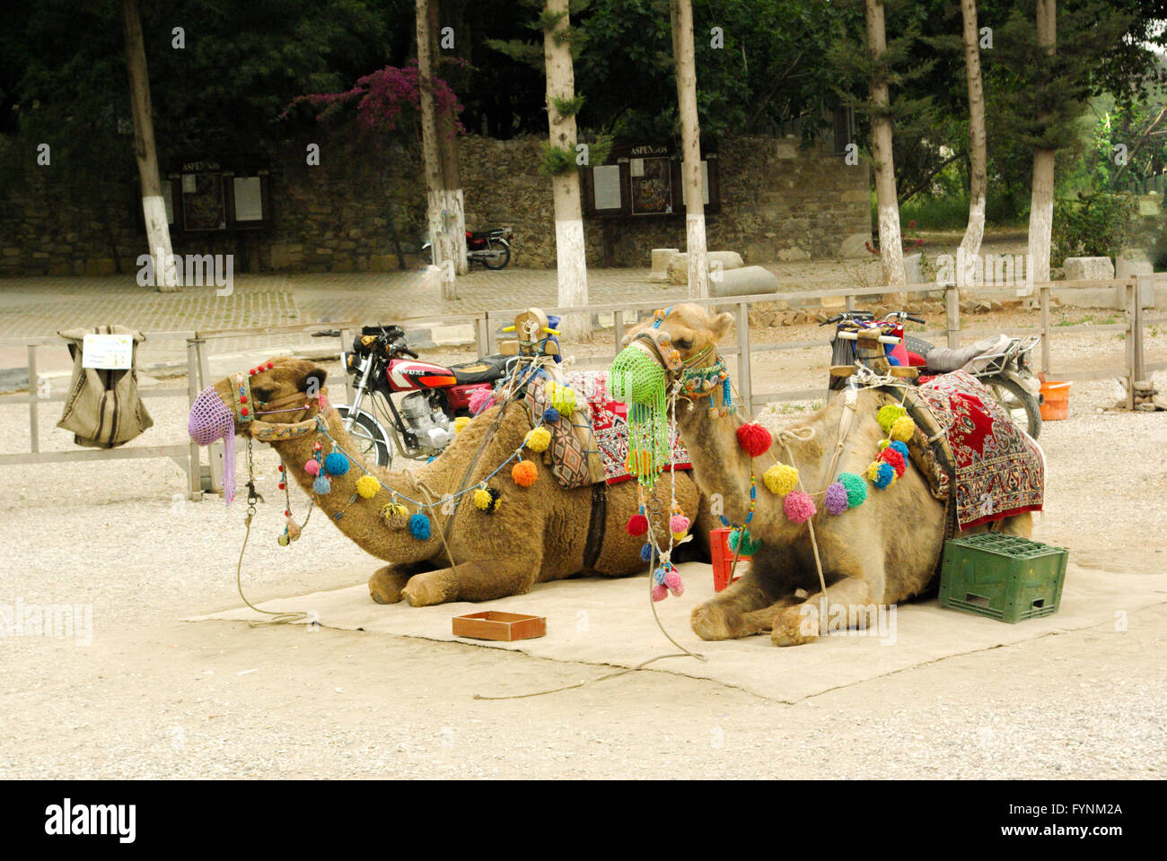 Sitting camels with colorful decorations in the streets Stock Photo - Alamy