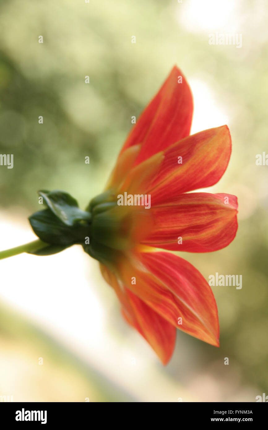 Beautiful flower in nature Stock Photo - Alamy