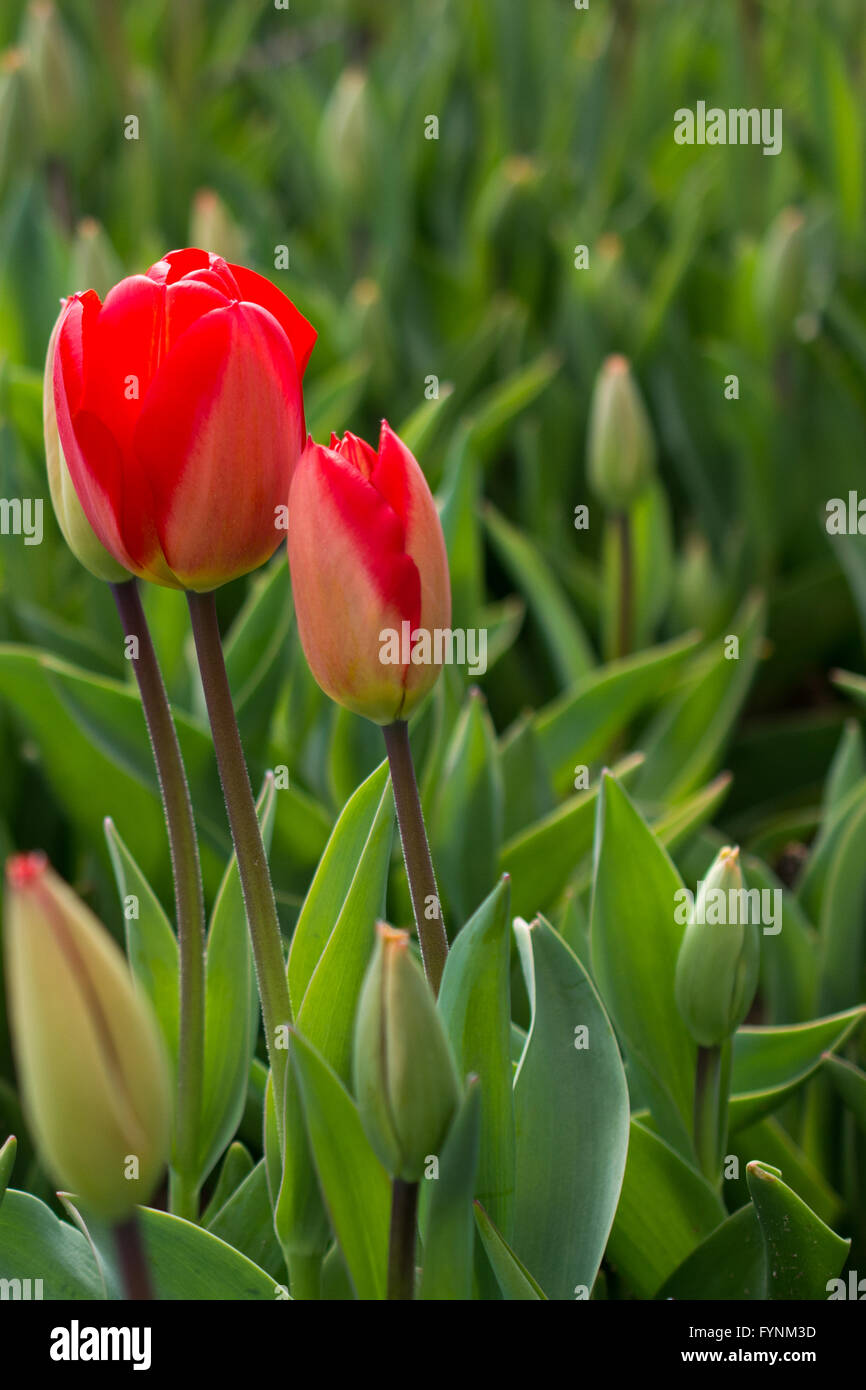 Fresh tulip of red color in nature in spring time Stock Photo - Alamy
