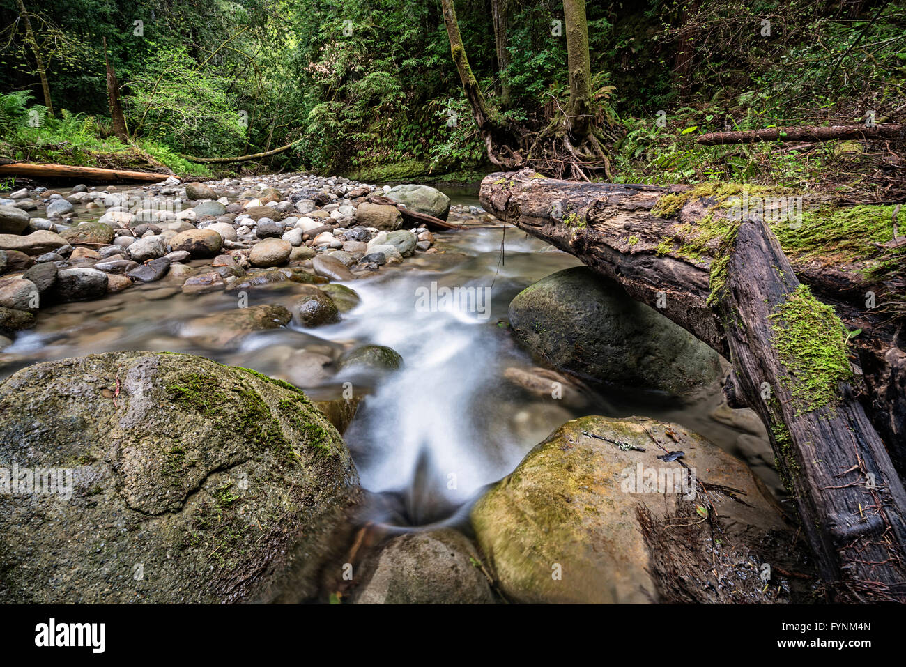Nisene marks forest stream green trees hi-res stock photography and ...