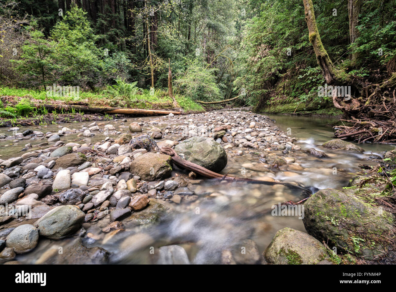The forest of nisene marks hi-res stock photography and images - Alamy