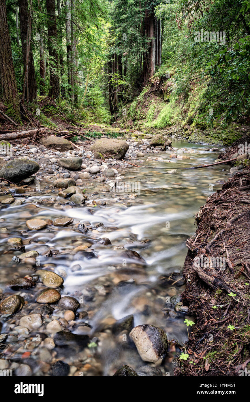 Nisene marks forest stream green trees hi-res stock photography and ...