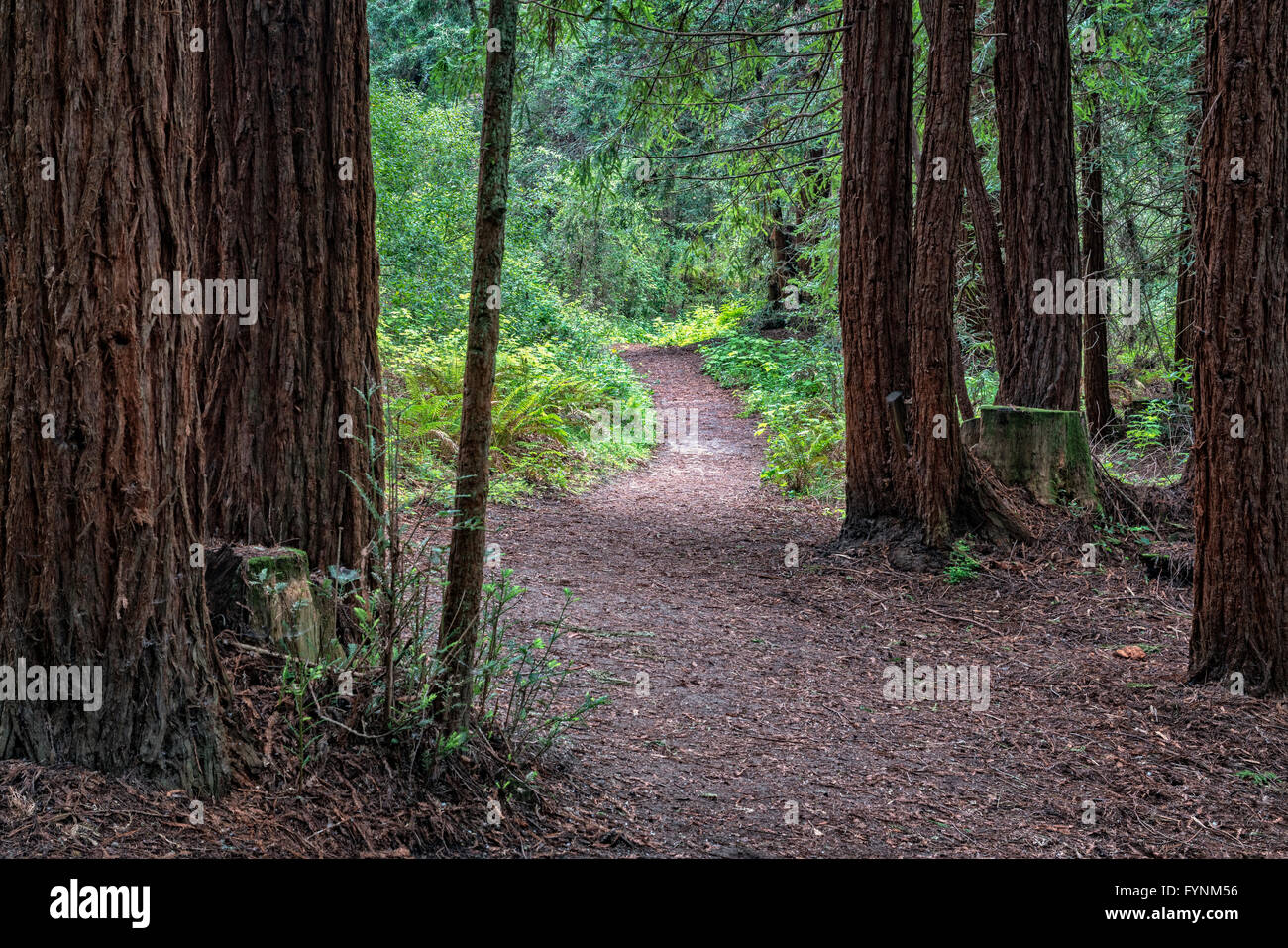 Foot path footpath hi-res stock photography and images - Alamy