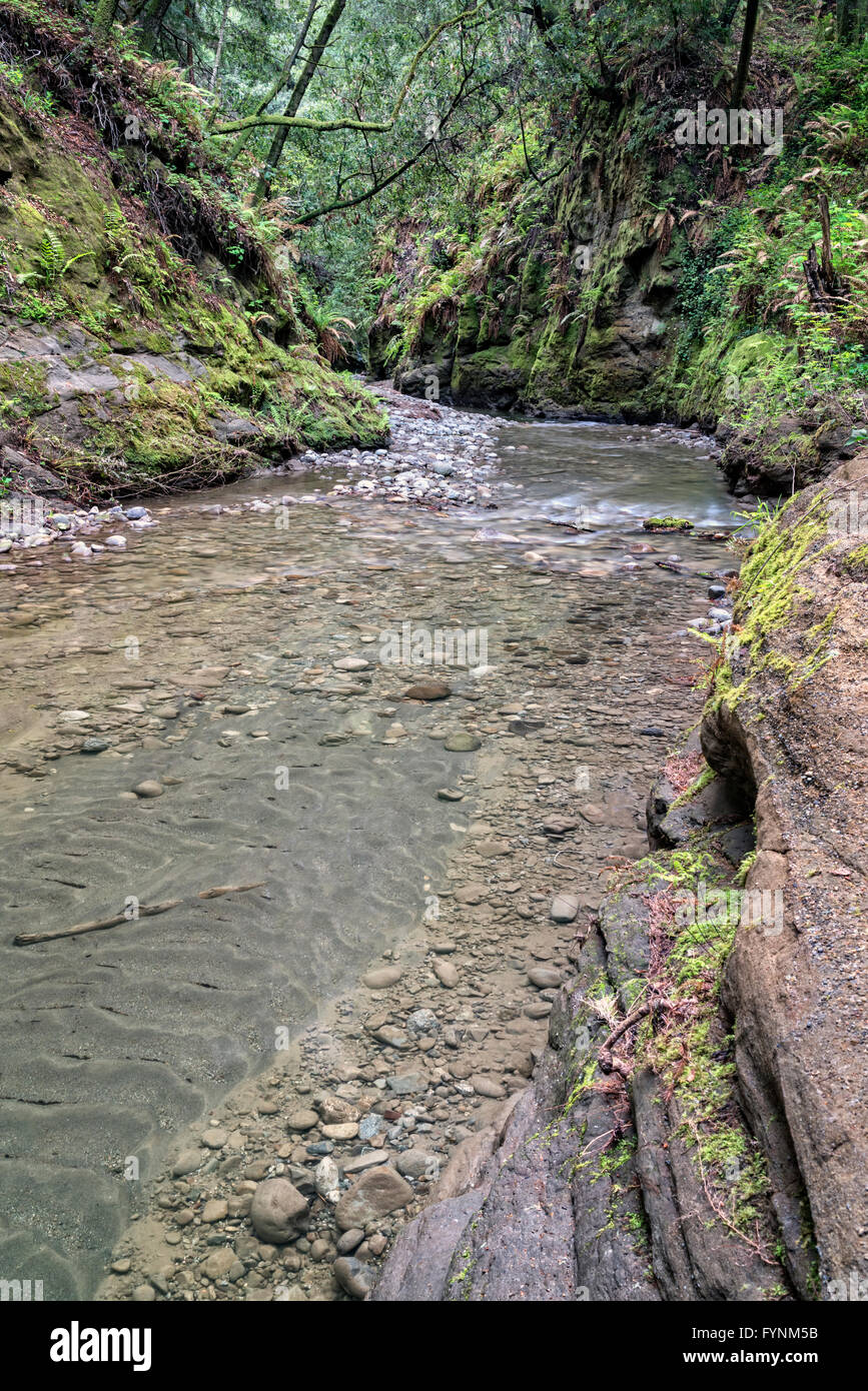 Nisene marks forest stream green trees hi-res stock photography and ...