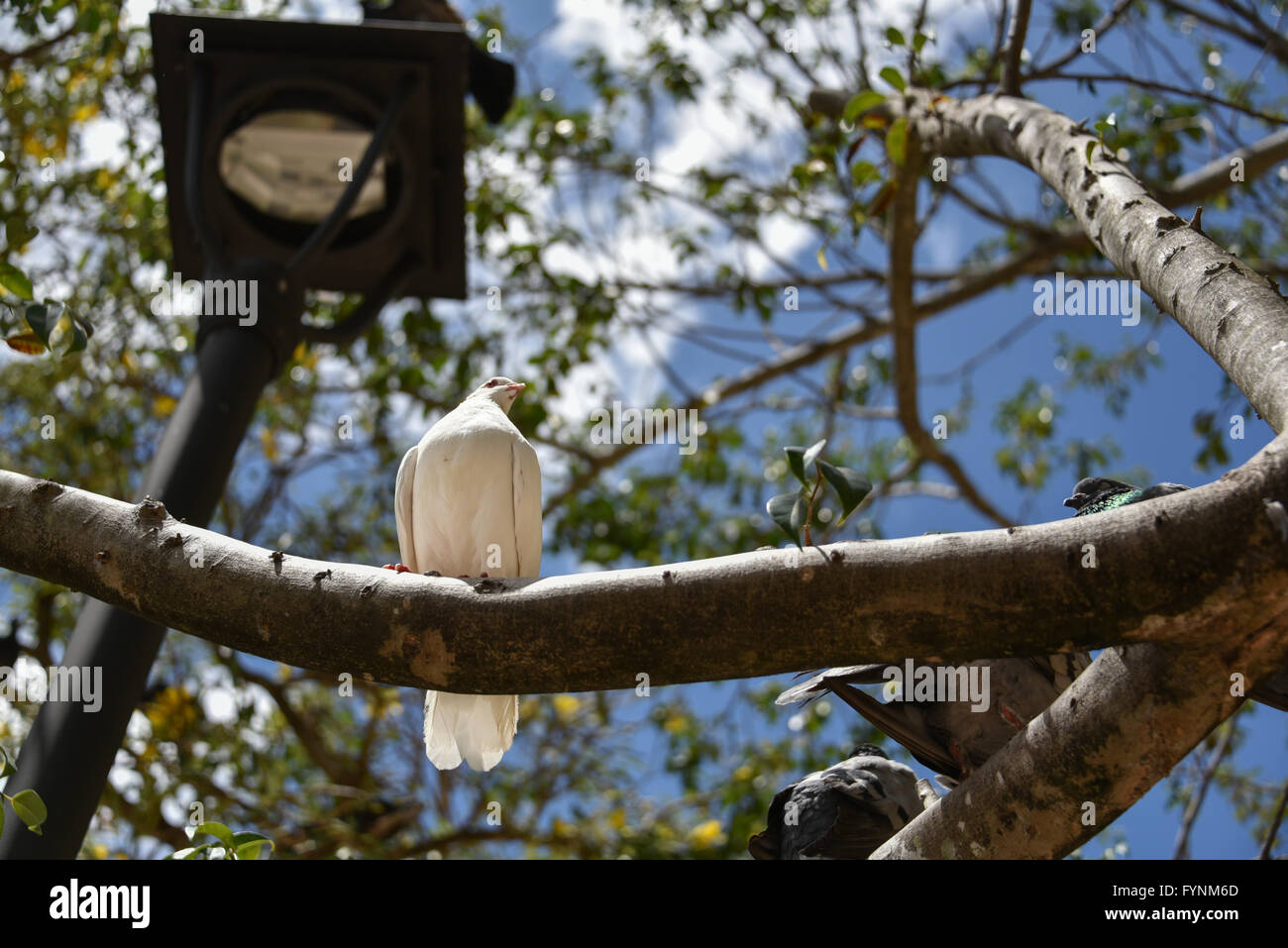 White dove and tree hi-res stock photography and images - Alamy