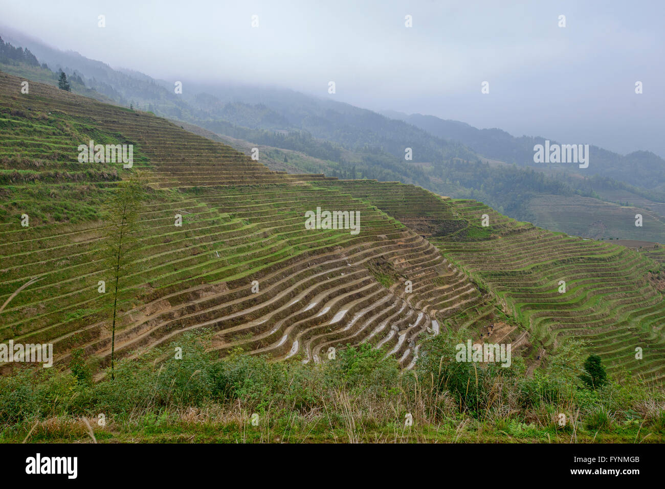 The stunning rice terraces of Ping'an in Longji, Guangxi Autonomous ...