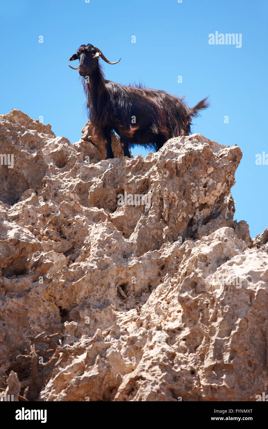 Black goat in a rock. Crete. Greece. Vertical Stock Photo - Alamy