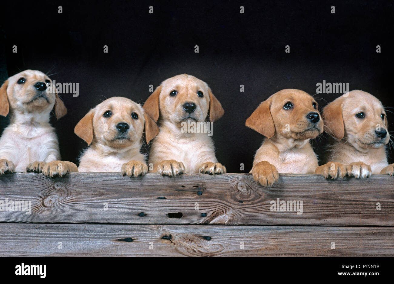Yellow Labrador Puppies looking from shed Stock Photo - Alamy