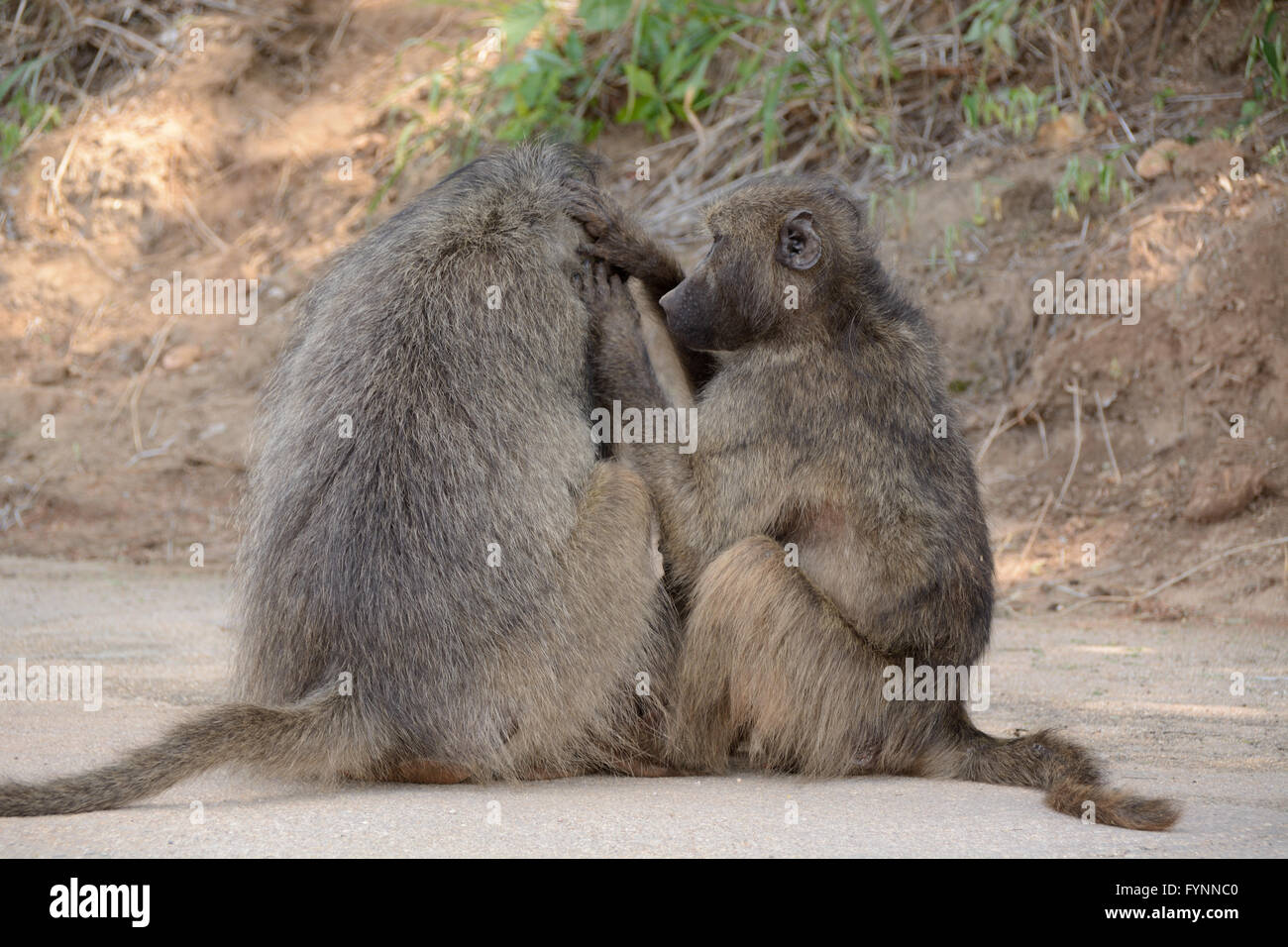 Chacma baboons grooming each other in a bonding ritual that determines ...