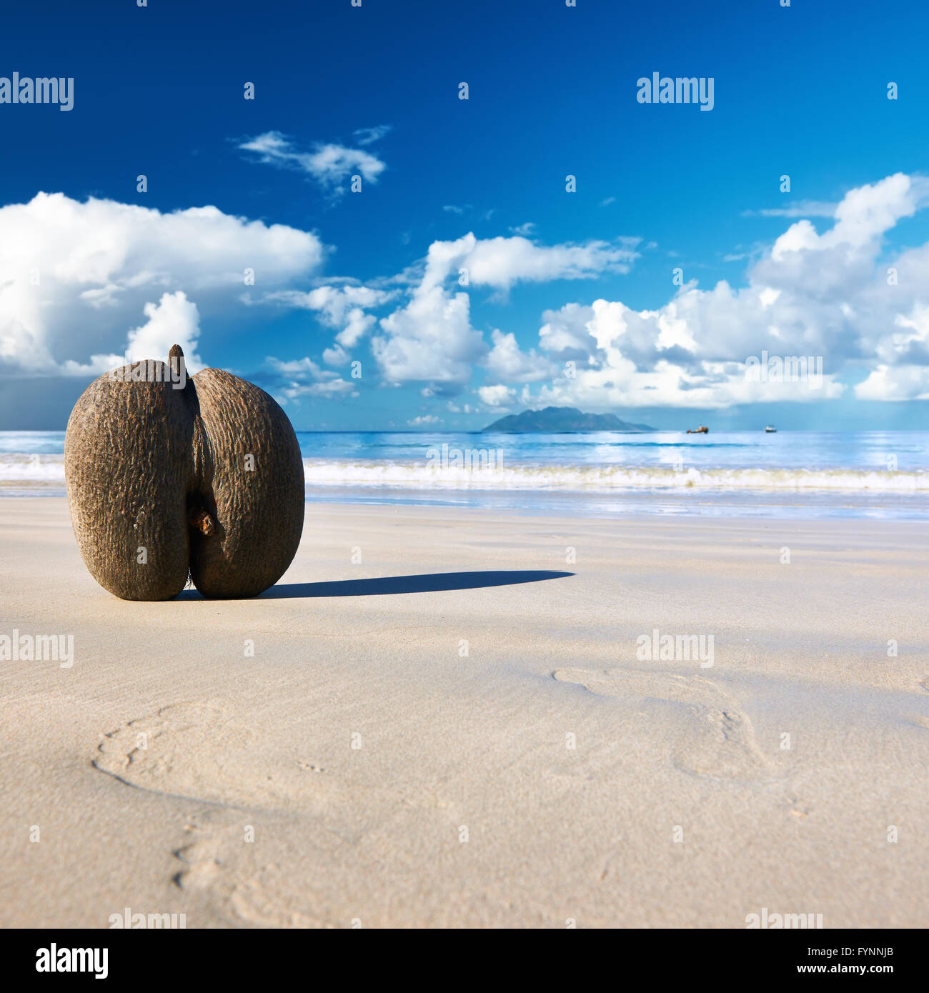 Sea's coconuts (coco de mer) on beach at Seychelles Stock Photo - Alamy