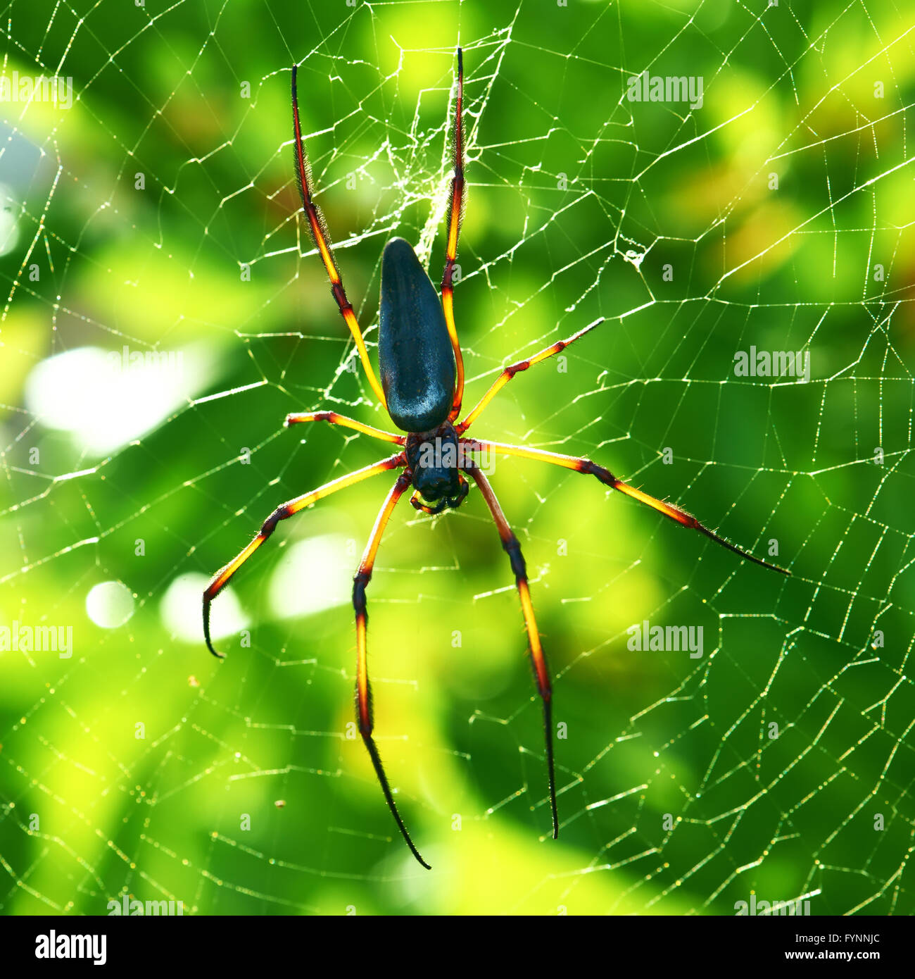 Giant wood spider - Nephila maculata / nephila pilipes Stock Photo - Alamy