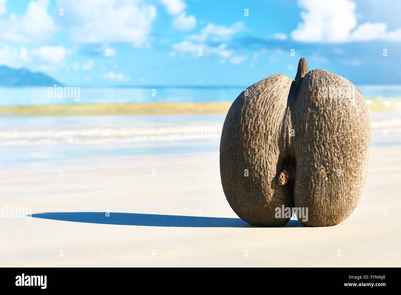 Sea's coconuts (coco de mer) on beach at Seychelles Stock Photo - Alamy