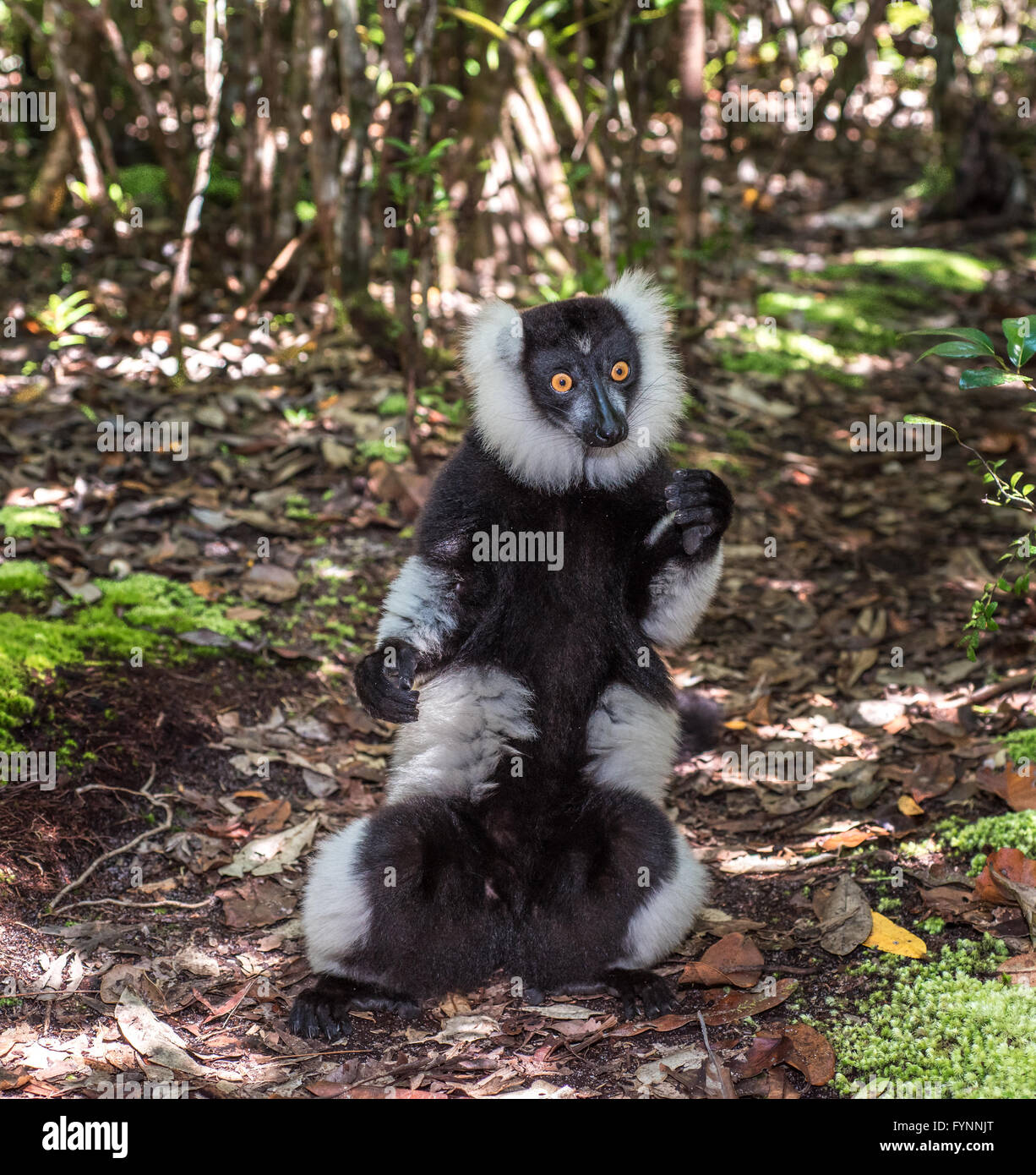 Black-and-white ruffed lemur of Madagascar Stock Photo - Alamy