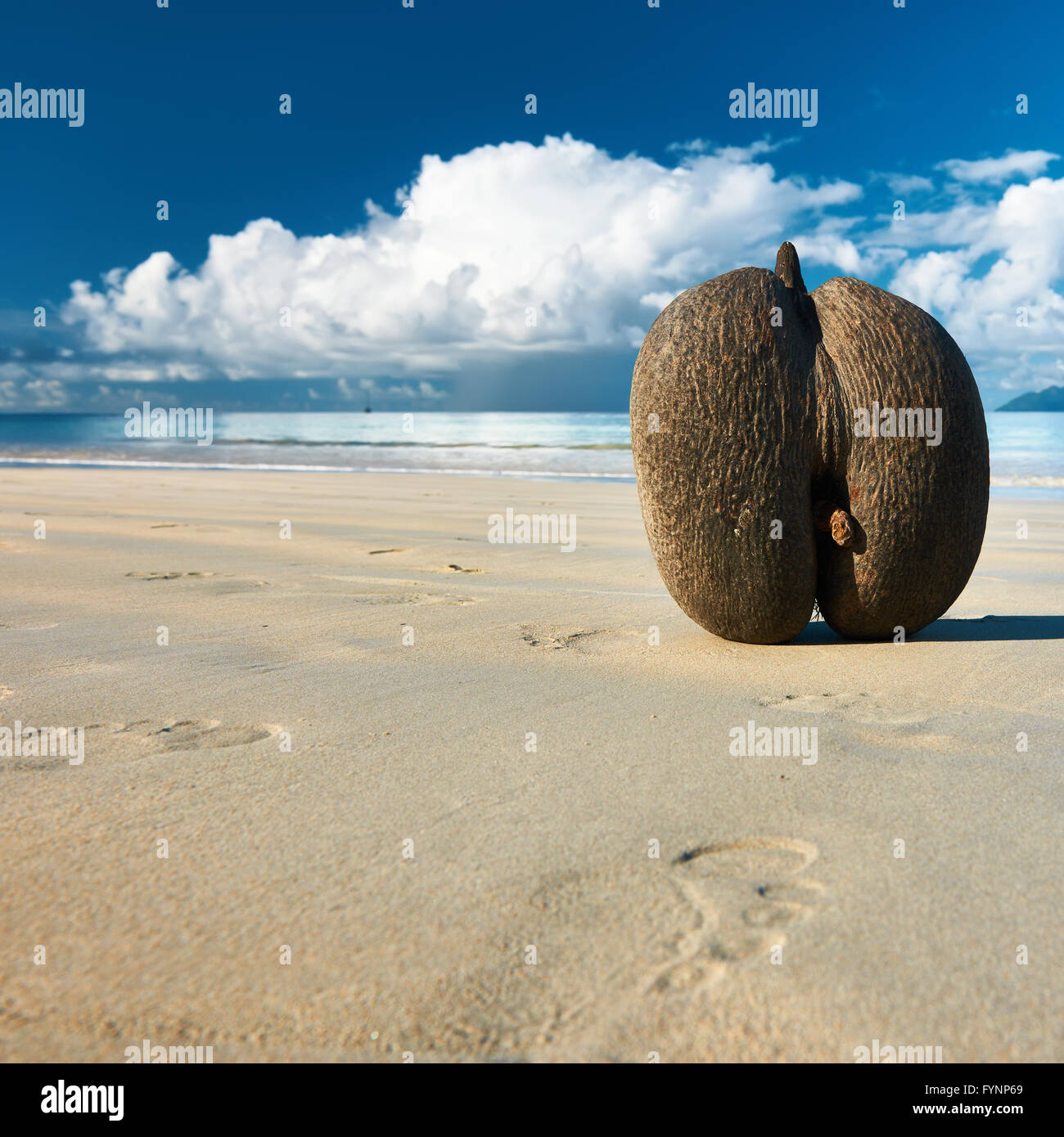 Rare coconuts hi-res stock photography and images - Alamy